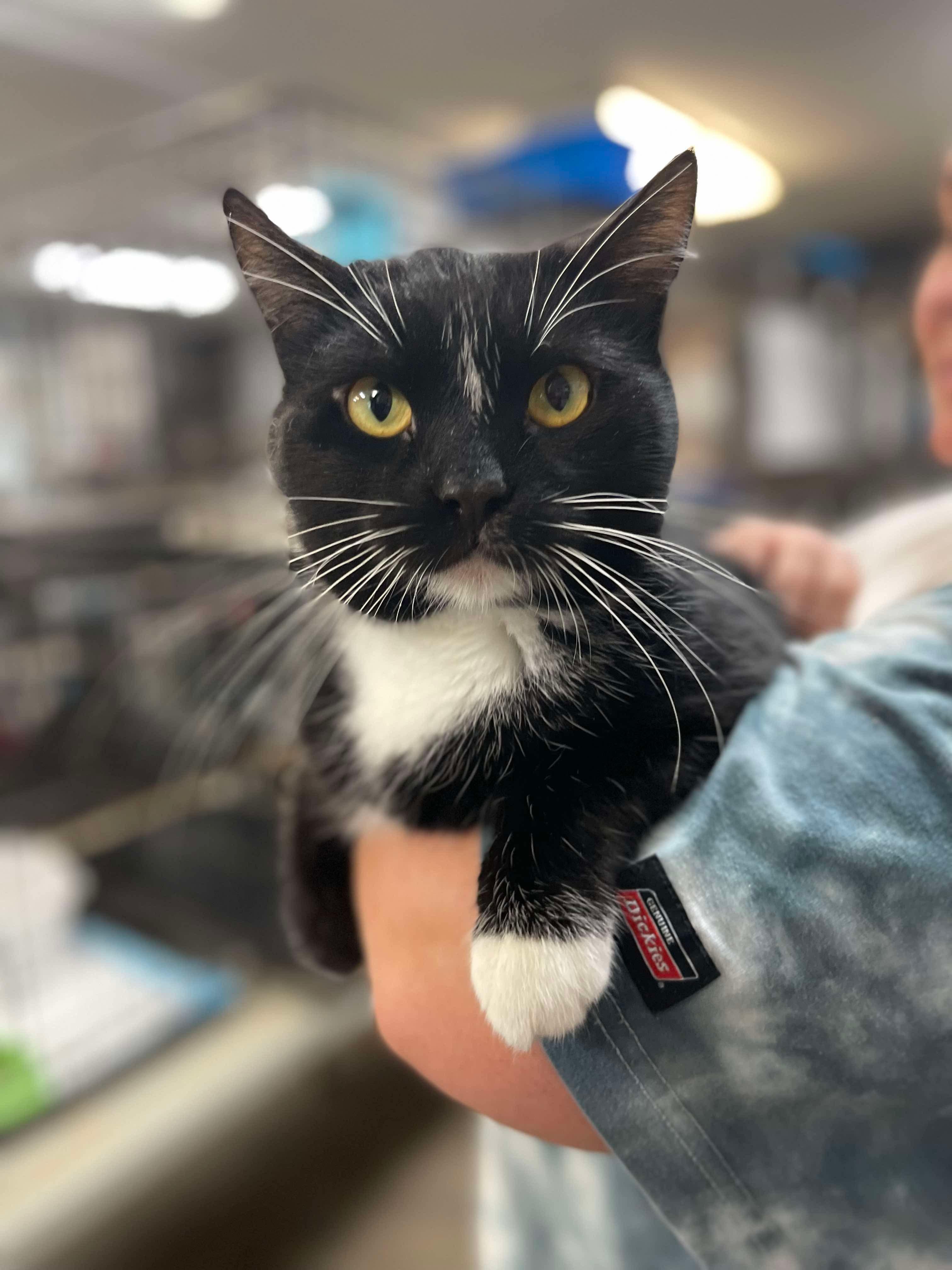 Cat for adoption - Dutton, a Tuxedo in West Chester, PA | Petfinder