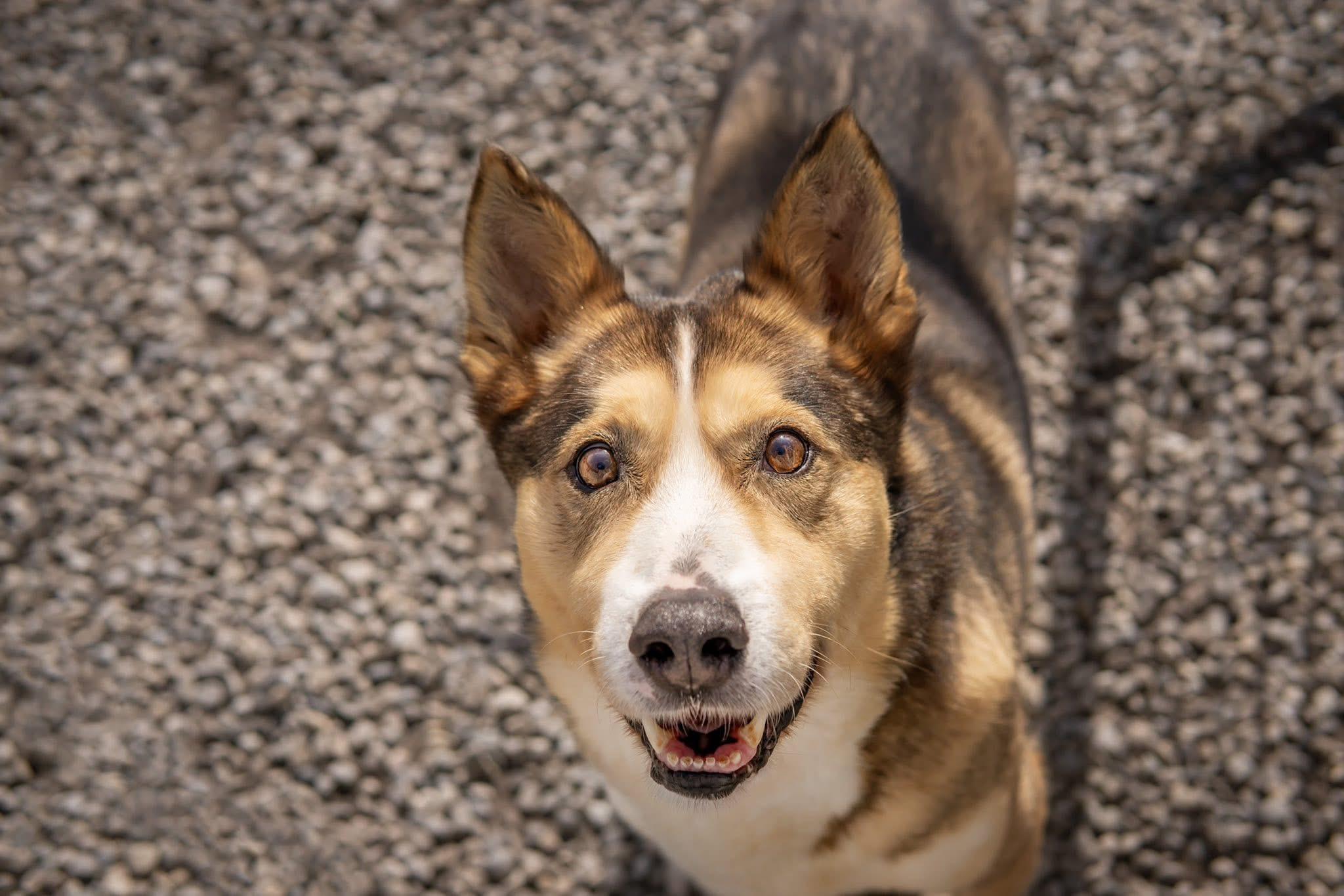 Dog for adoption - Shep, a German Shepherd Dog & Husky Mix in Appin, ON ...