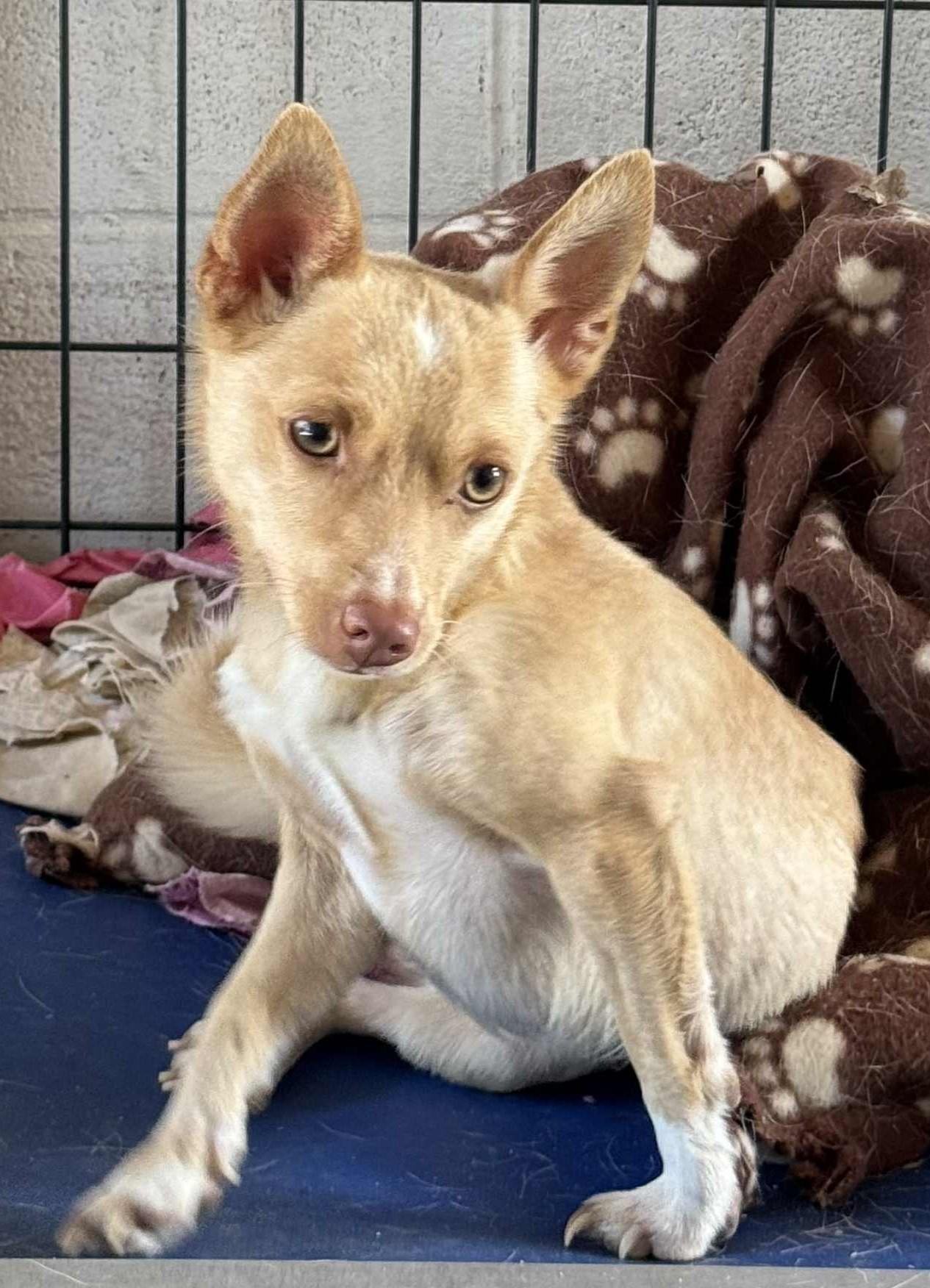 Dog for adoption - Bongo, a Terrier Mix in Providence, RI | Petfinder