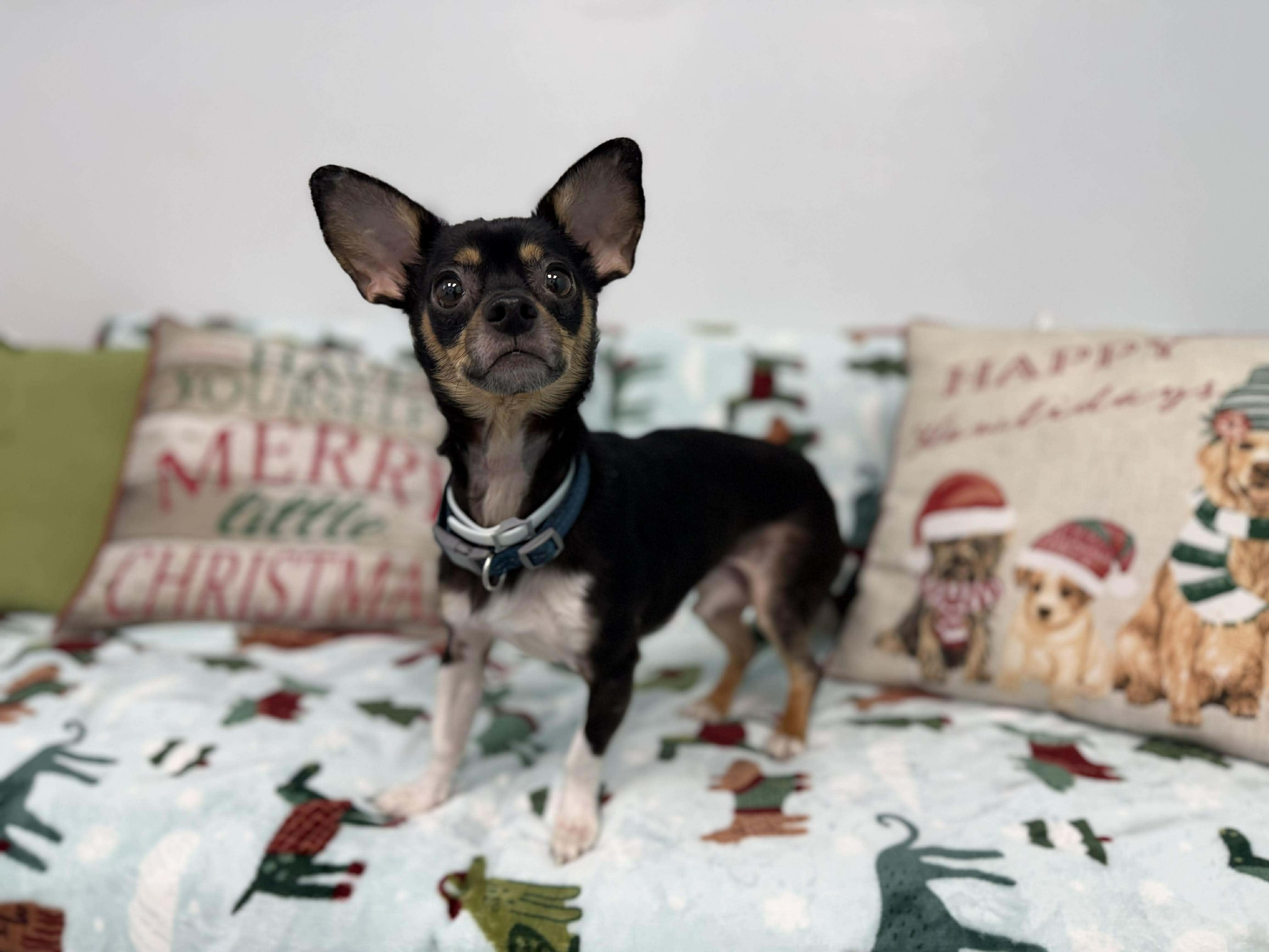 Rascal Dascal - Adoptable Pet | Petfinder | Petfinder