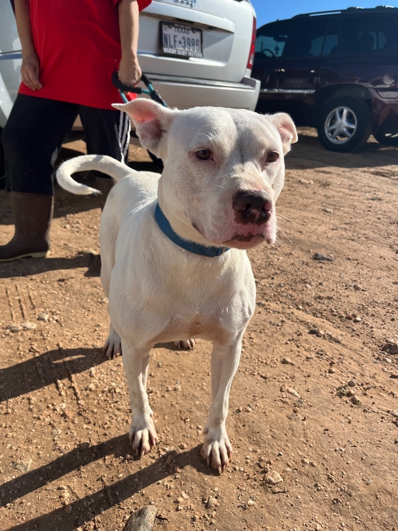 Dog for adoption - Carly, a Pit Bull Terrier Mix in Boise, ID | Petfinder