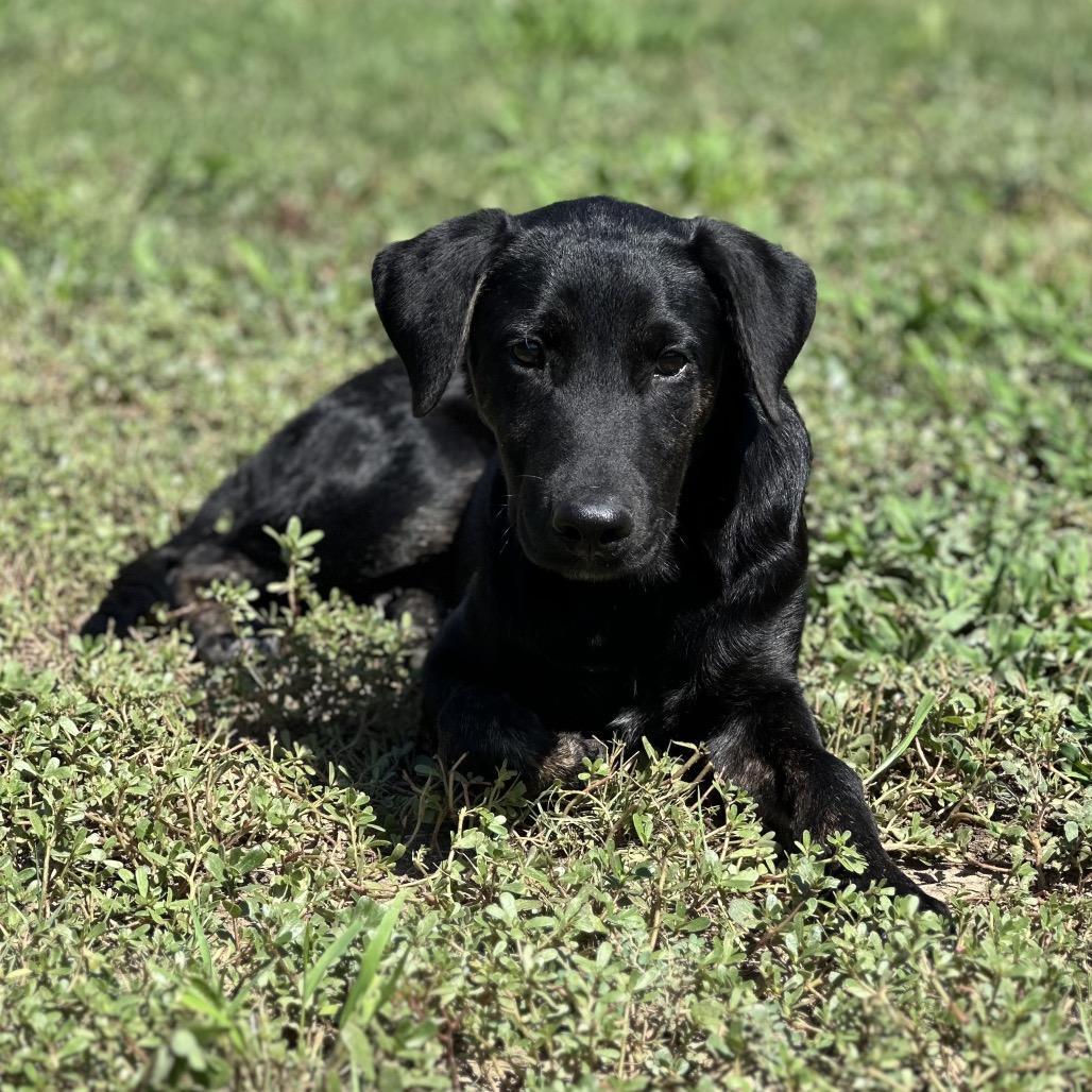 Dog for adoption - Onyx, a Black Labrador Retriever Mix in seattle, WA ...