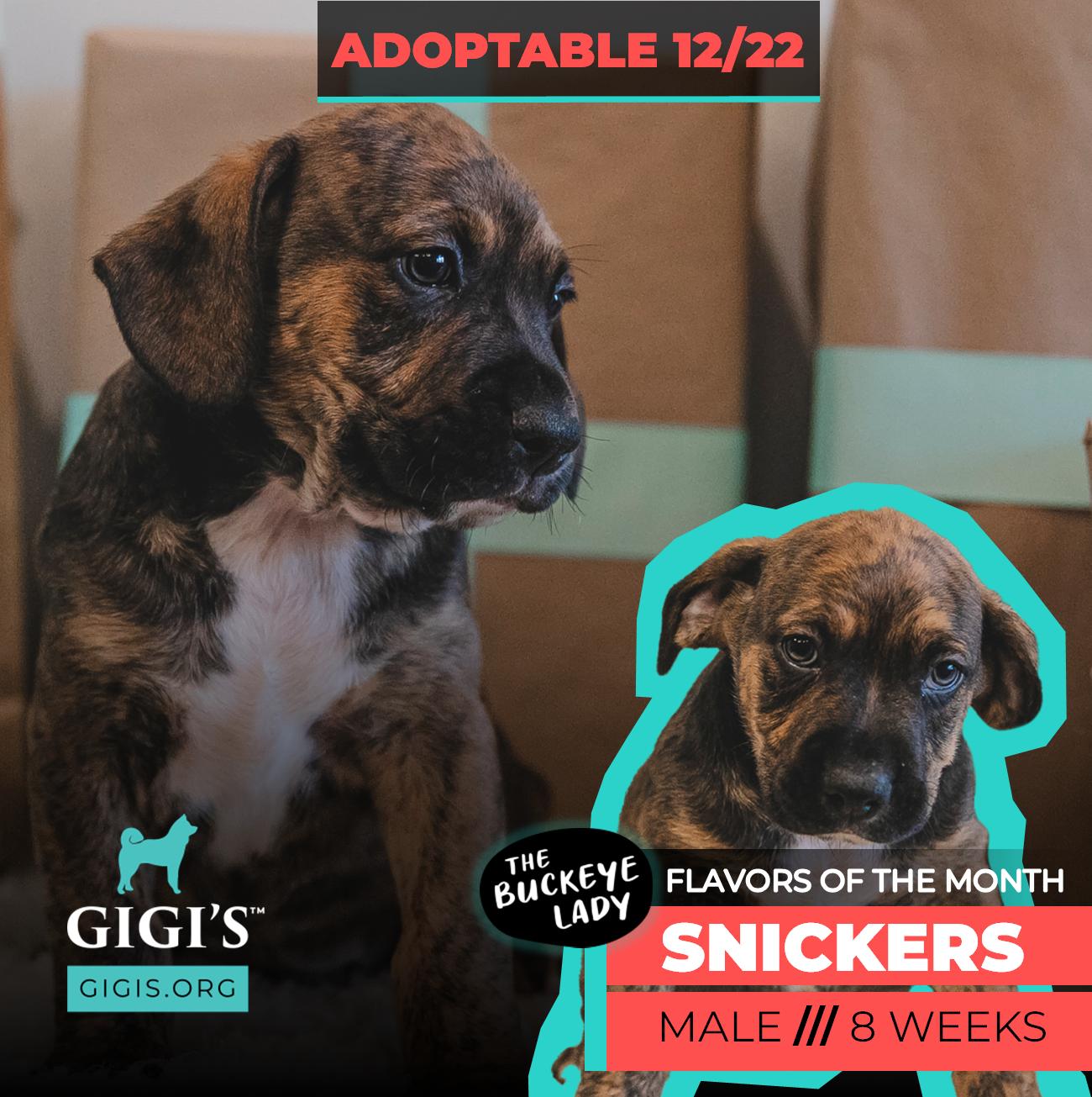 Dog for adoption - Snickers, a Mixed Breed in Canal Winchester, OH ...