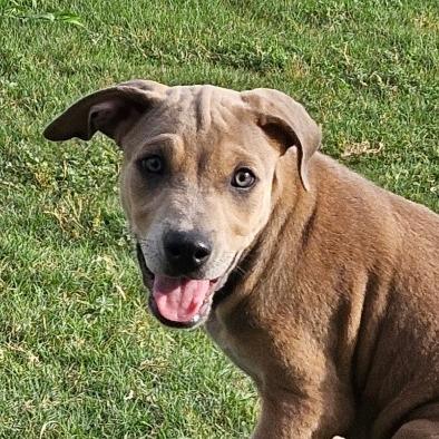 Blue Lacy Pitbull Mix