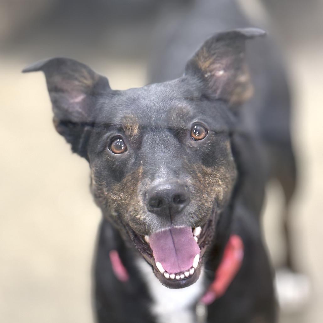 Dog for adoption - Java, a Border Collie Mix in Monticello, IA | Petfinder