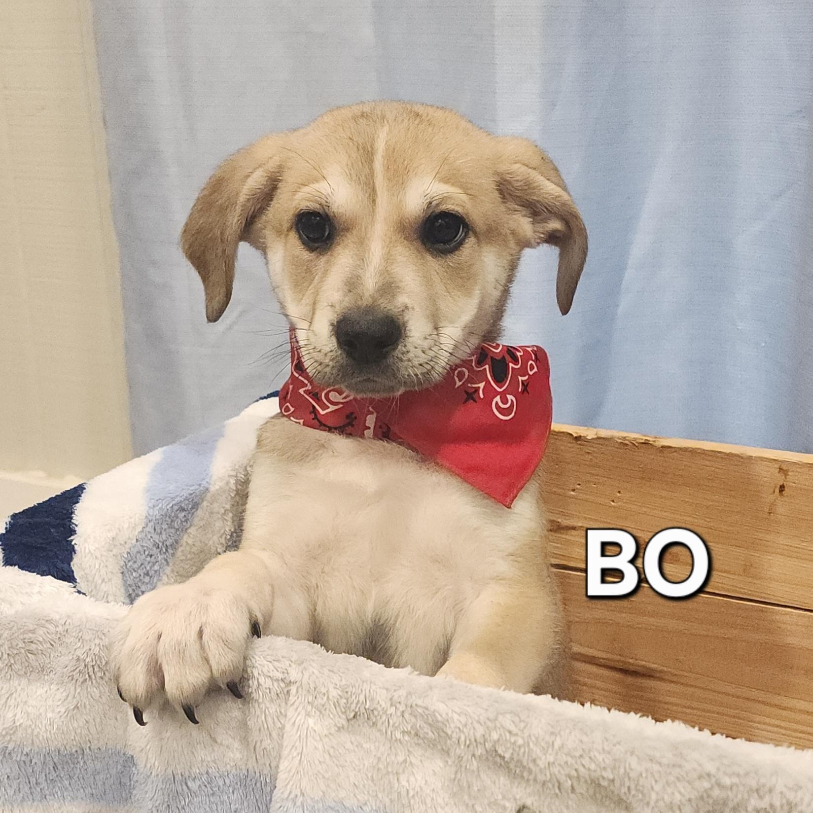 Dog for adoption - BO (Sweet, adorable, loving little boy) Mom is 30 ...