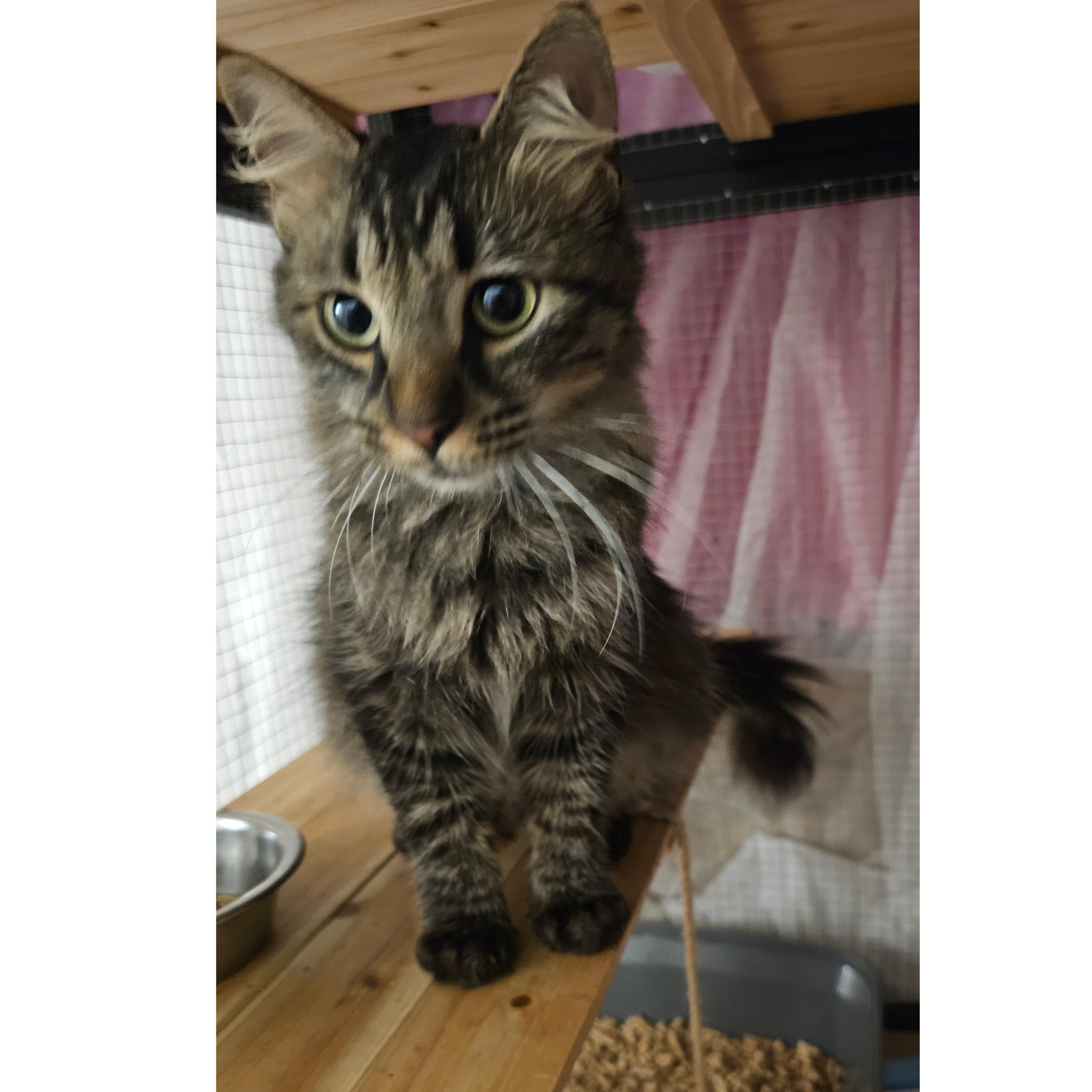 Cat for adoption - Fancy, a Domestic Medium Hair & Tabby Mix in Miami ...