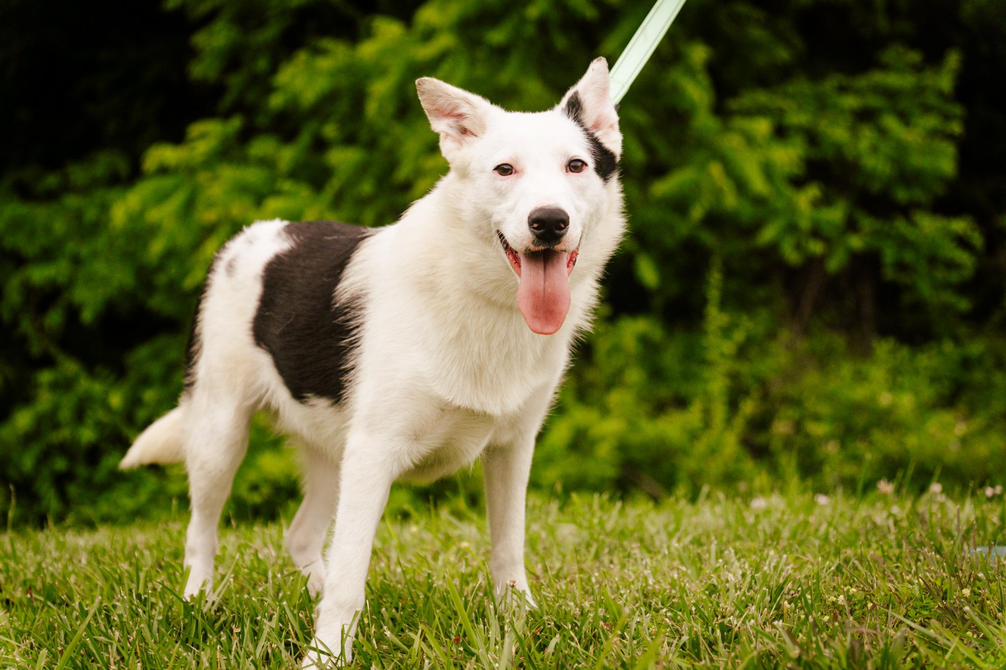 Dog for adoption - Solo - Transport, a Border Collie Mix in Greenwood ...