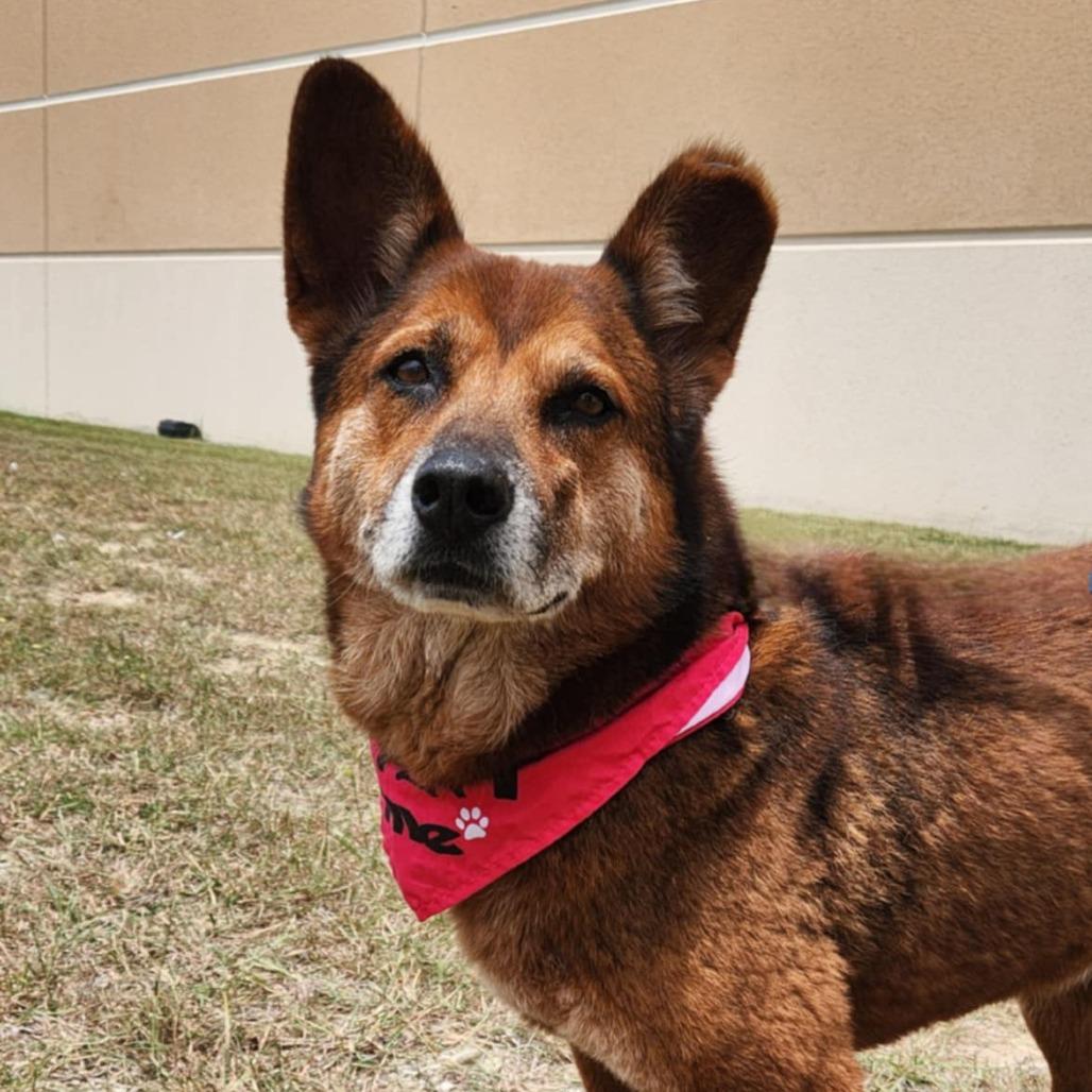 Dog for adoption - Liberty JuM, a Shepherd & Chocolate Labrador ...