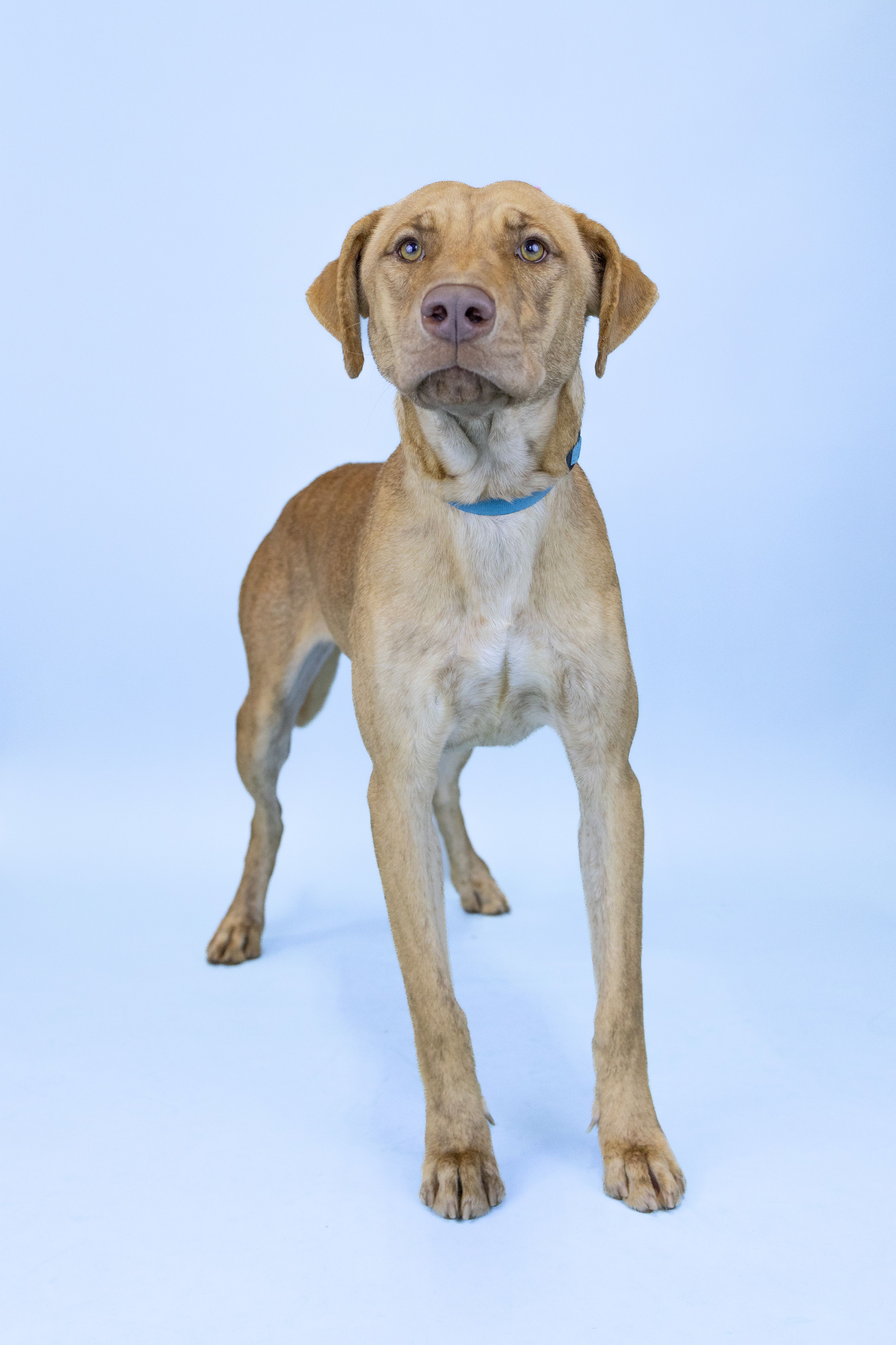 Dog for adoption - Lucy, a Labrador Retriever Mix in Portland, OR ...