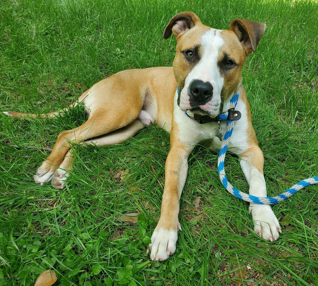 Dog for adoption - Bobby, an American Staffordshire Terrier & Boxer Mix ...