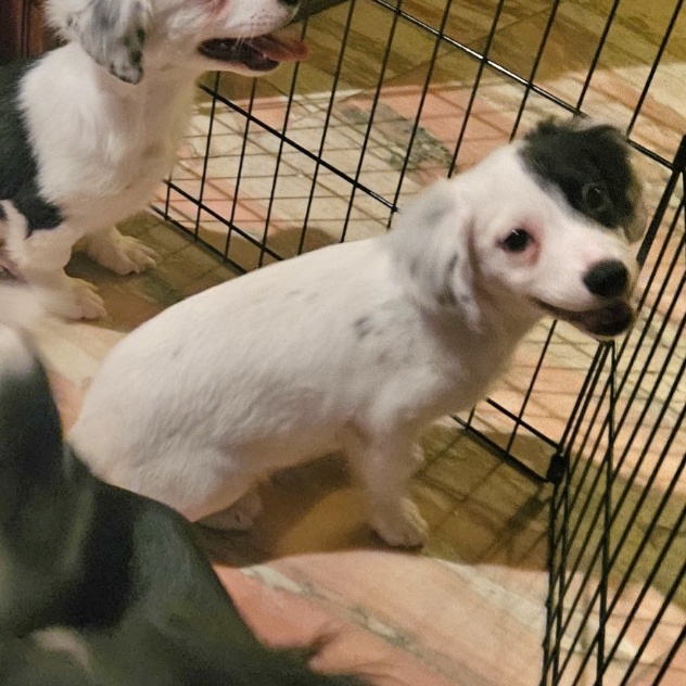 Dog for adoption - Snoopy, a Spaniel & Terrier Mix in Albany, NY ...