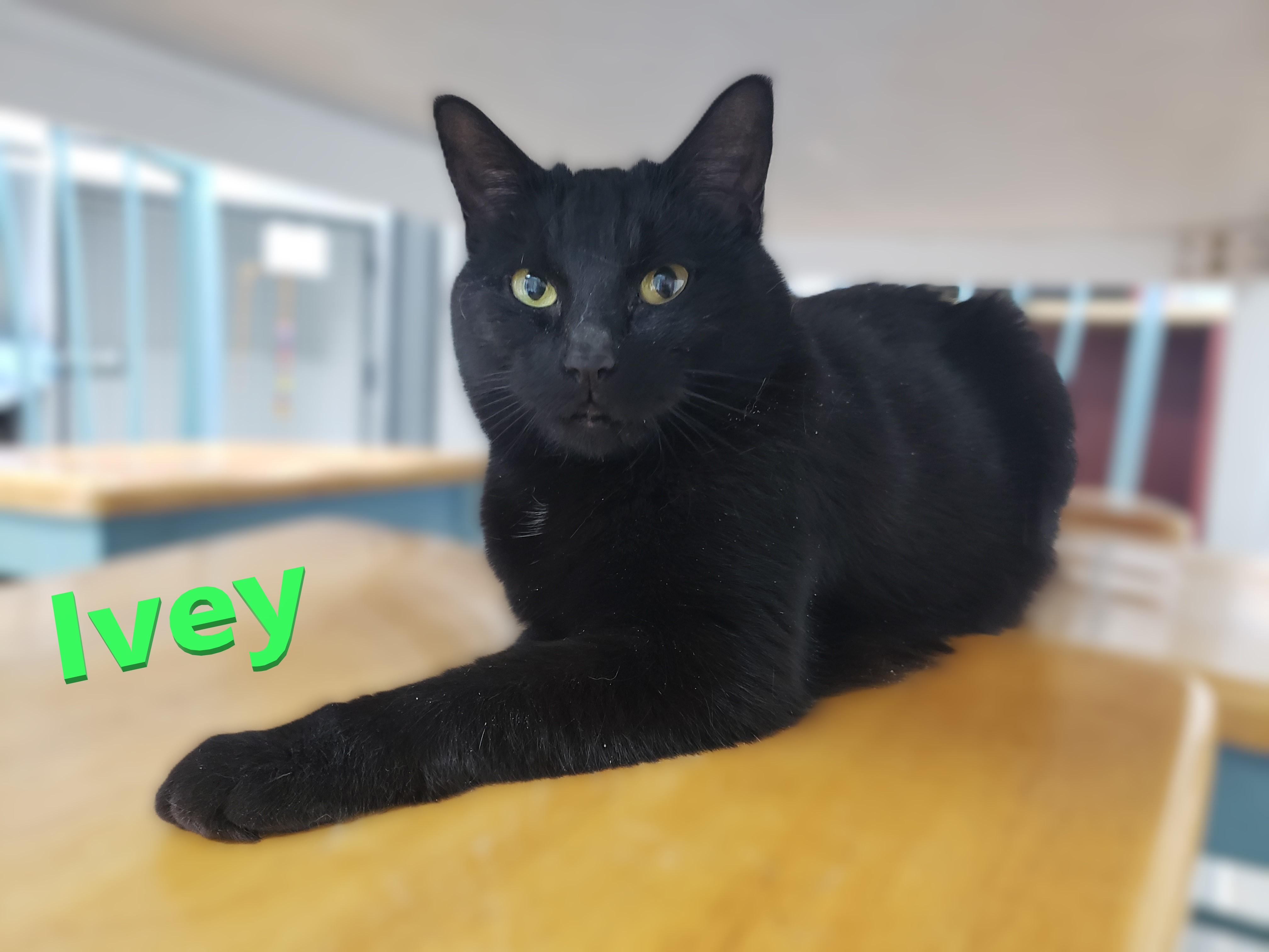 Cat for adoption - Ivey, a Domestic Short Hair in Candiac, QC | Petfinder