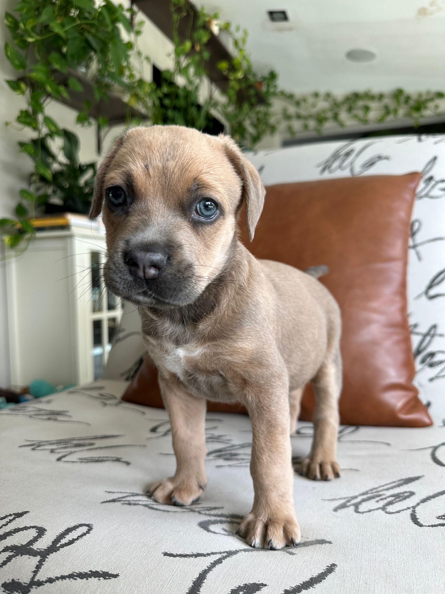 Dog for adoption - Capy, a Mixed Breed in Melbourne , FL | Petfinder