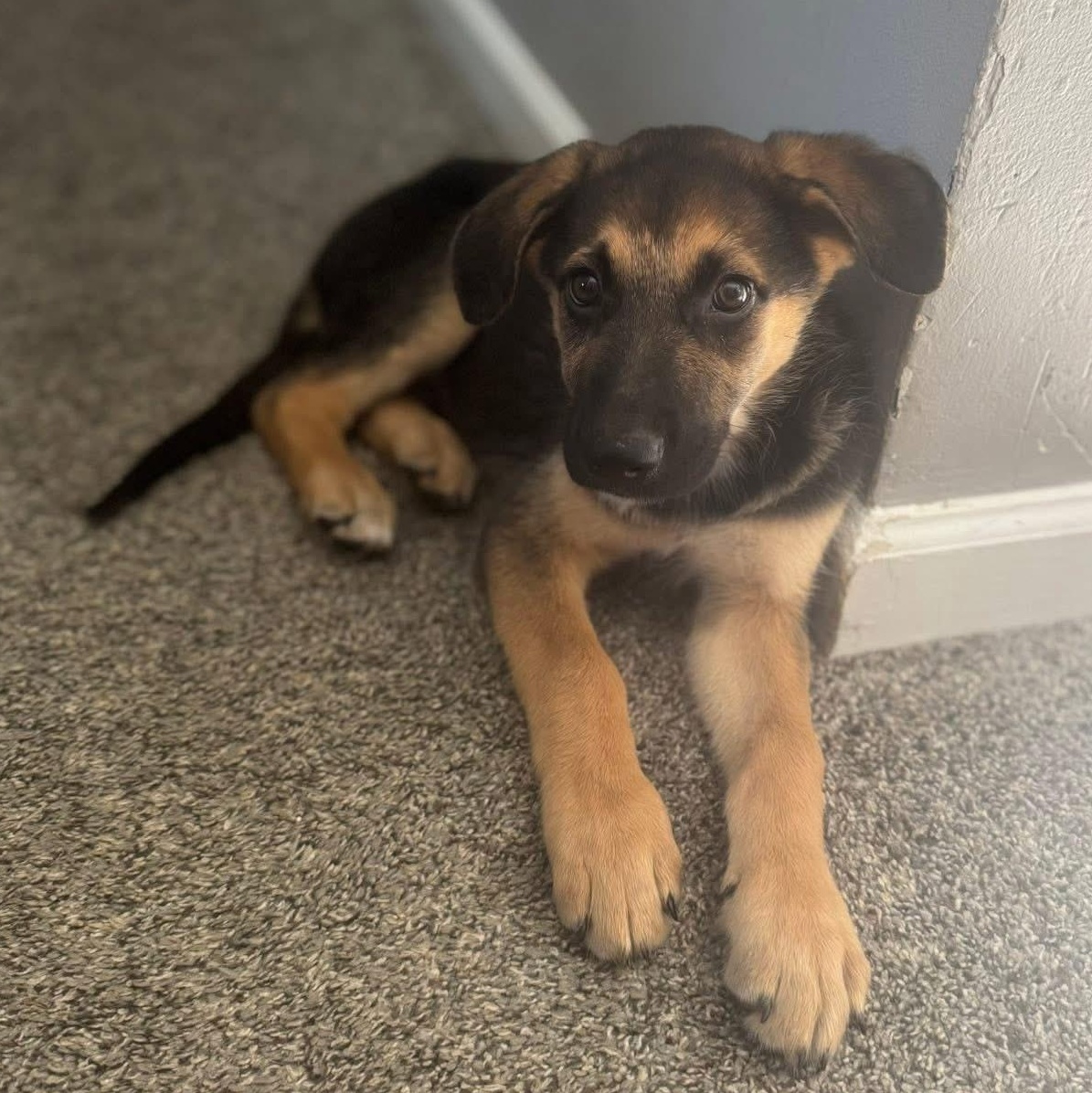 Dog for adoption - Wilhelm, a German Shepherd Dog Mix in Rochester, NY ...