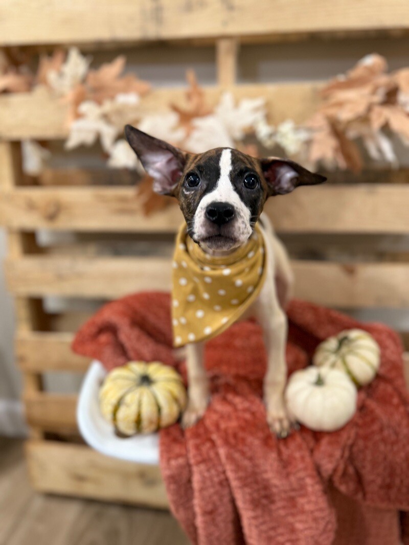 Dog for adoption - Autumn Season, a Pit Bull Terrier & Terrier Mix in ...