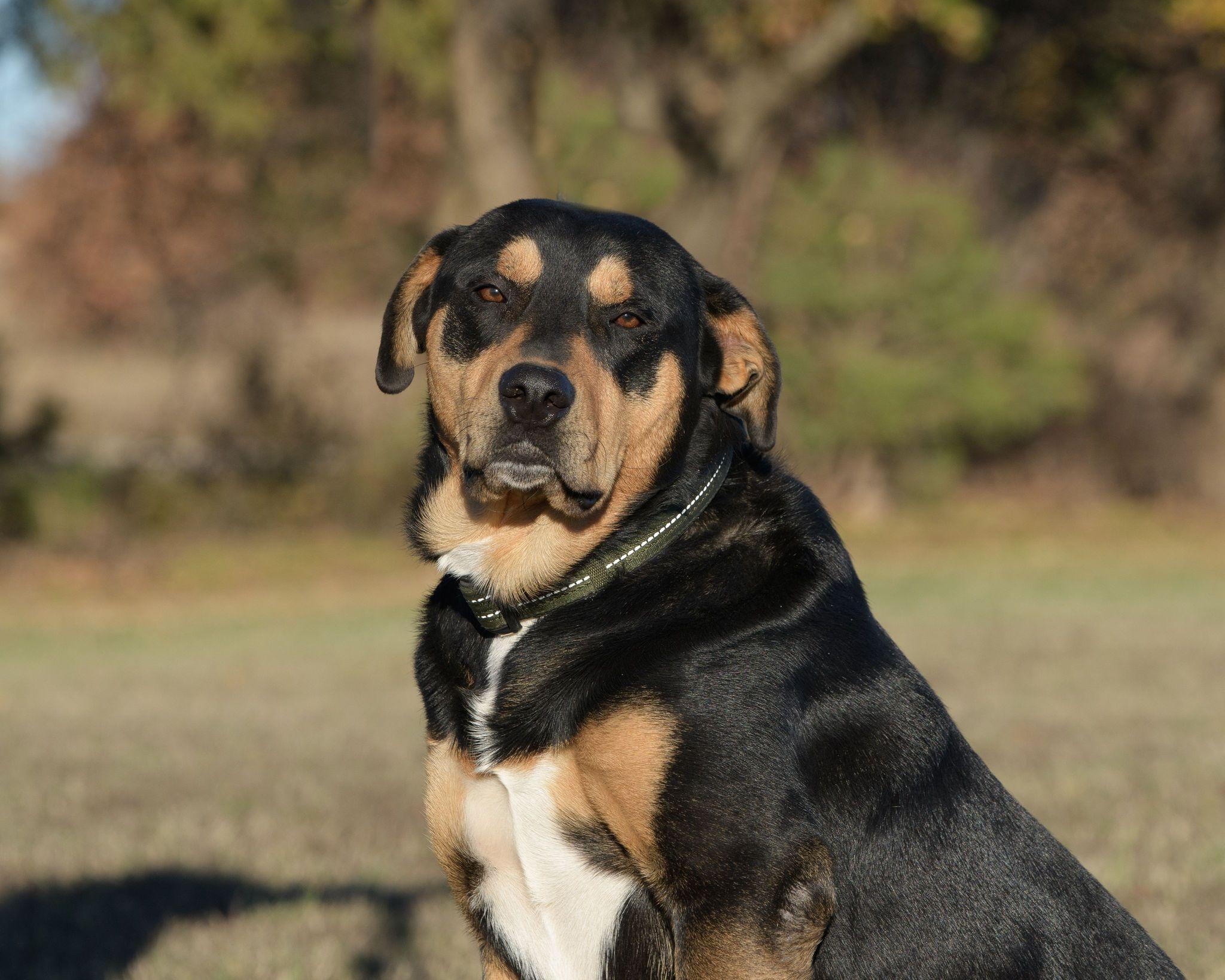Dog for adoption - Rodi, a Rottweiler Mix in Yukon, OK | Petfinder