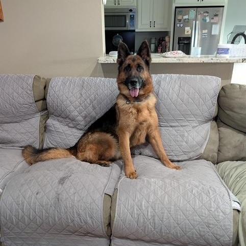 Dog for adoption - Farrah, a German Shepherd Dog in Marion, IL | Petfinder