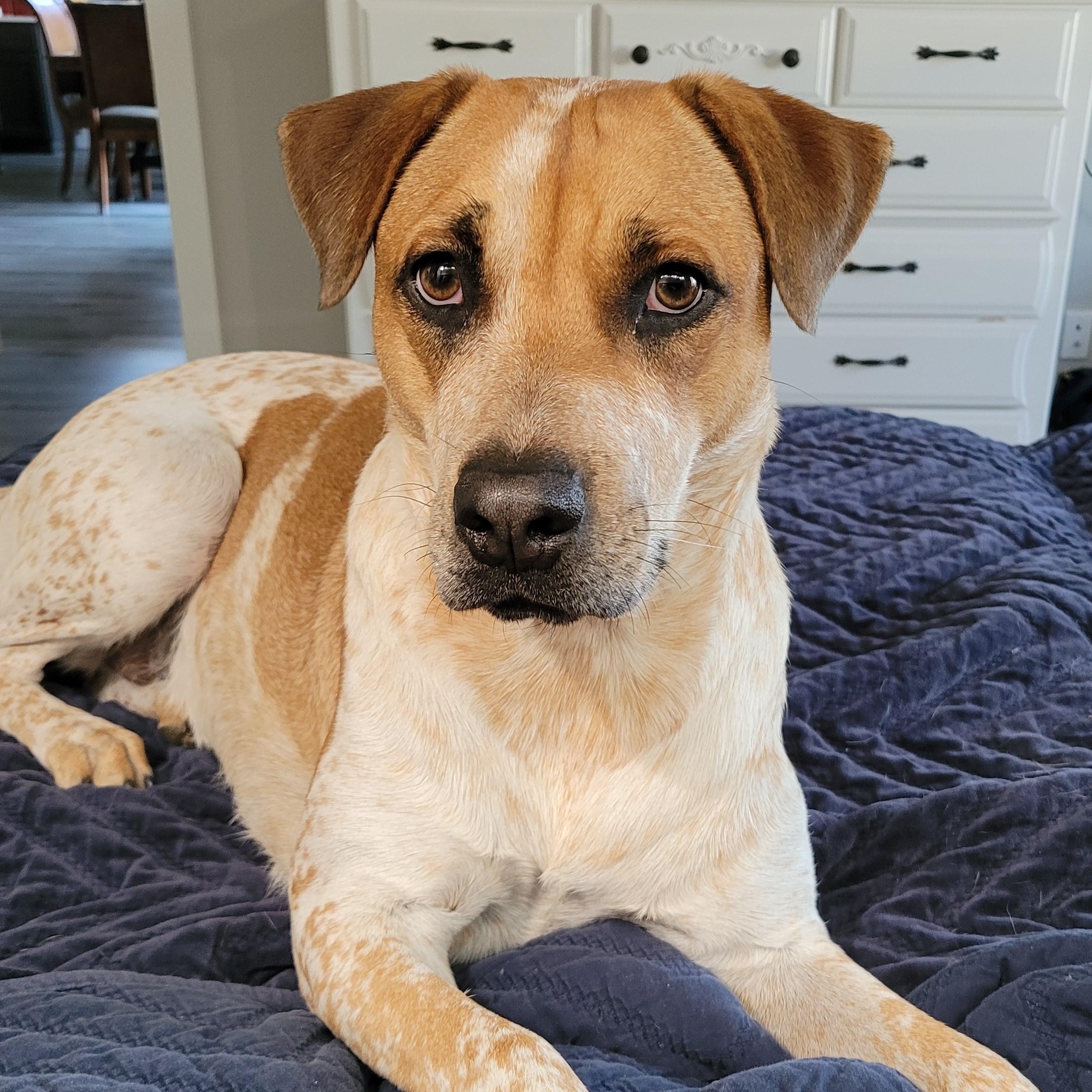 Dog for adoption - Lucy, a Cattle Dog Mix in South lake Tahoe, CA ...