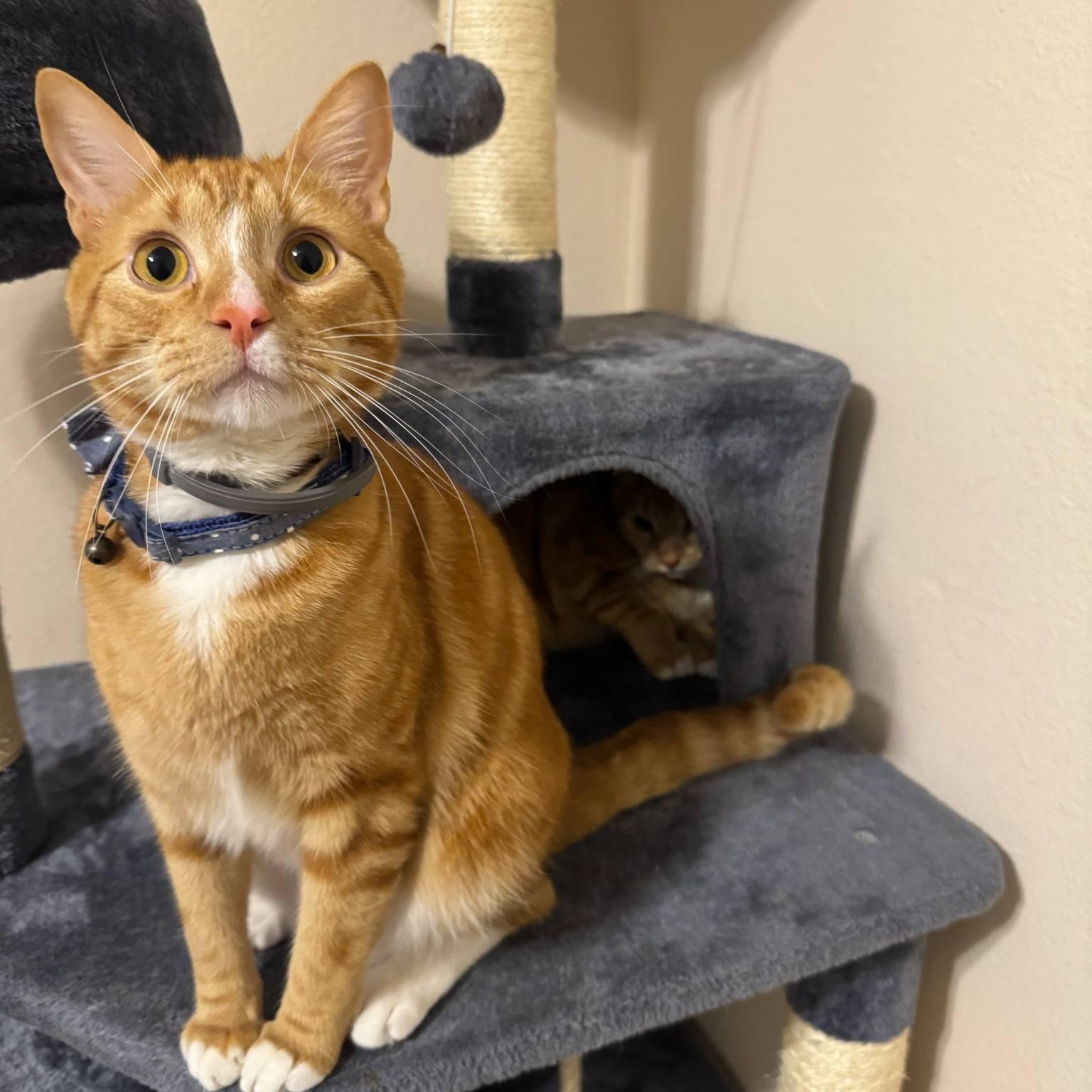 Cat for adoption - Canelo, a Tabby in Portland, OR | Petfinder