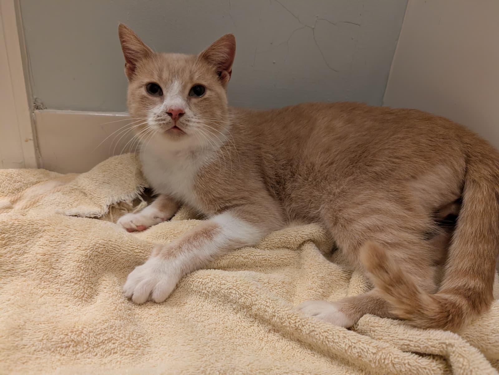 Cat for adoption - Jacko, a Domestic Short Hair in Buffalo, NY | Petfinder
