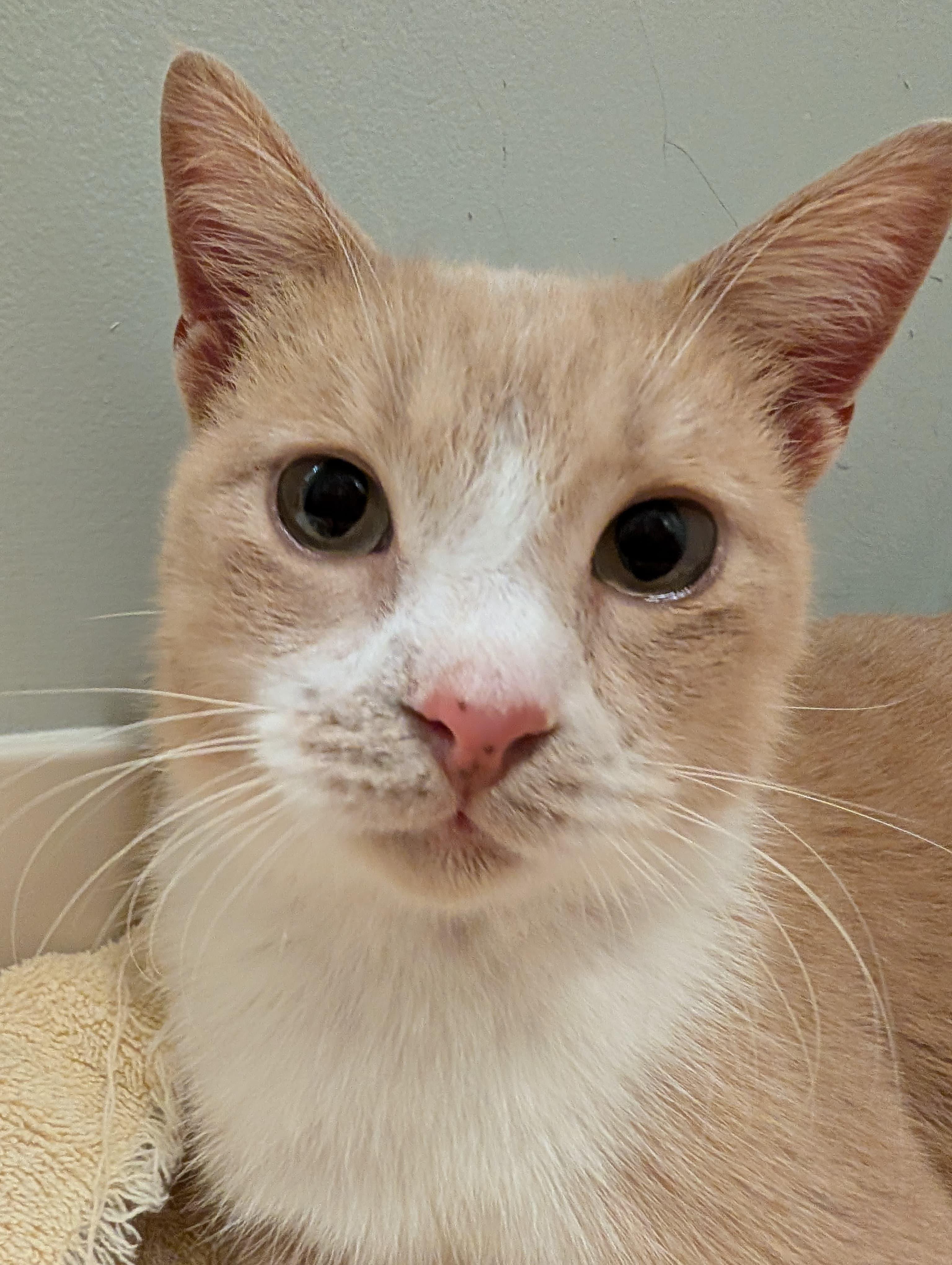 Cat for adoption - Jacko, a Domestic Short Hair in Buffalo, NY | Petfinder
