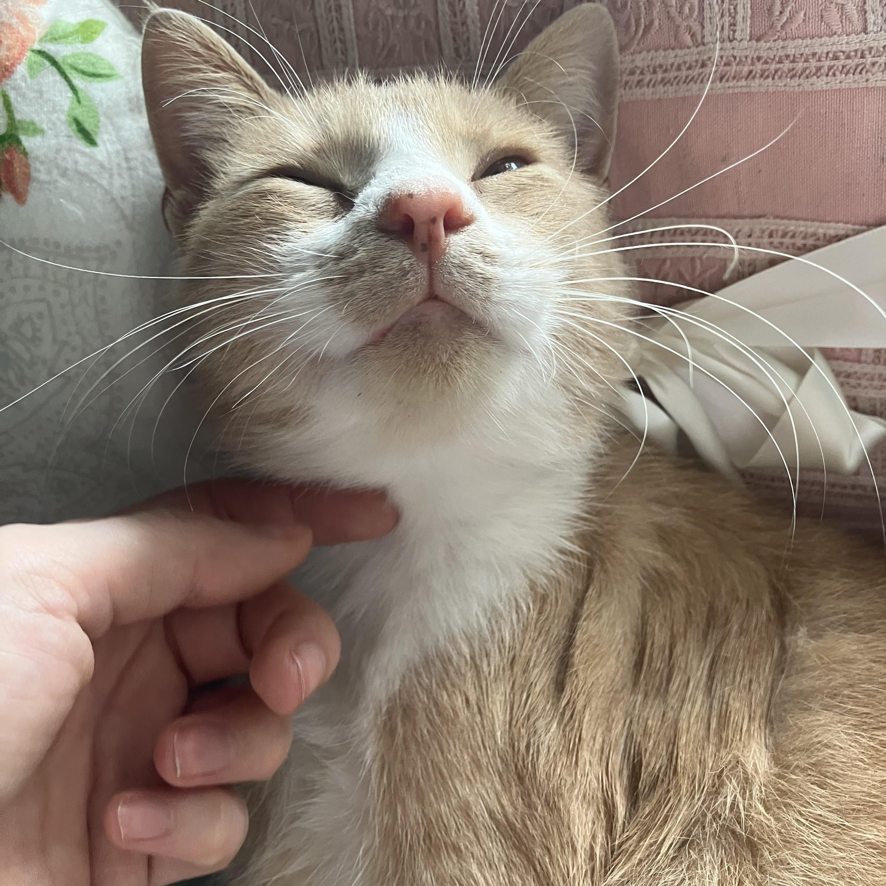 Cat for adoption - Jacko, a Domestic Short Hair in Buffalo, NY | Petfinder
