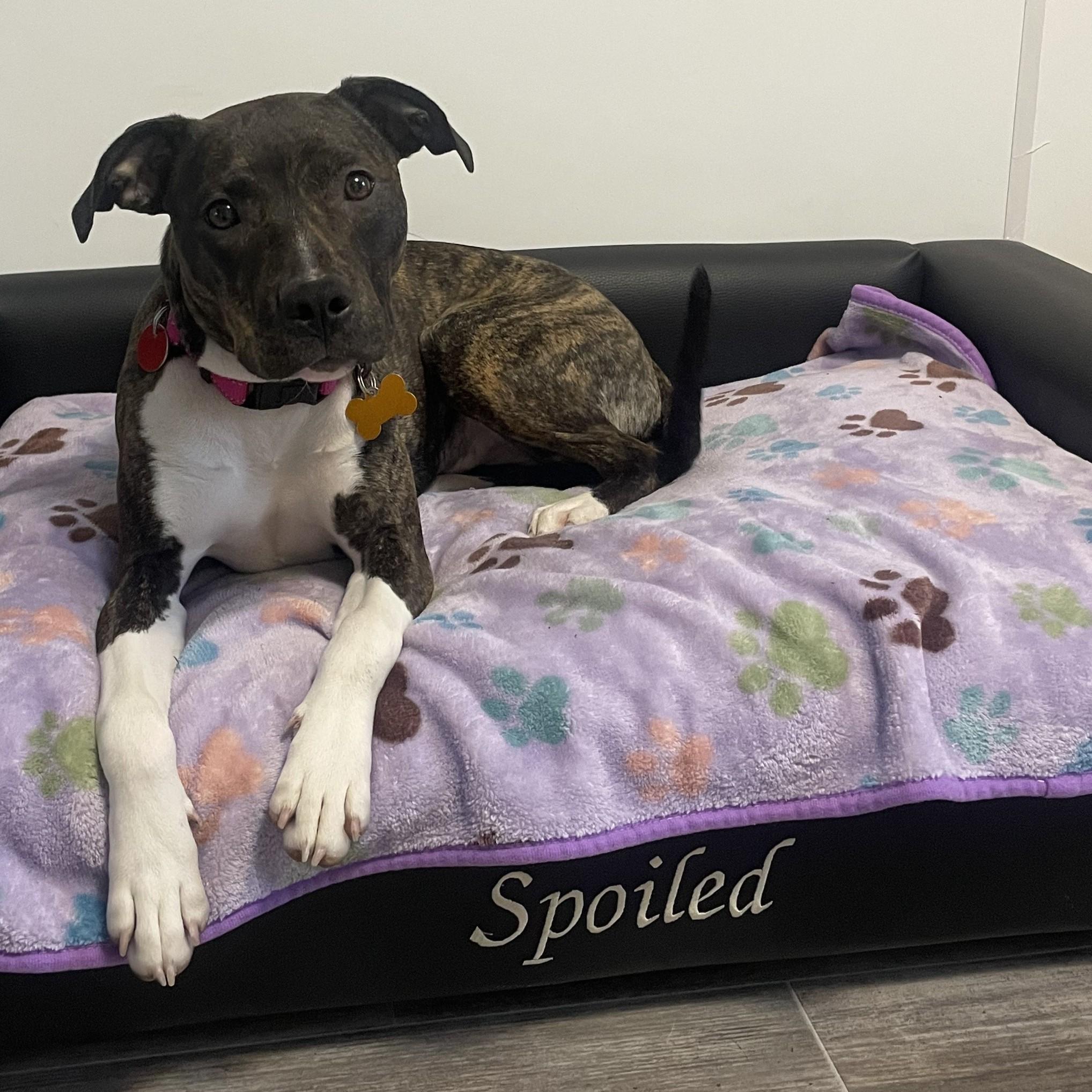 Dog for adoption - Cece, a Mixed Breed in Normal, IL | Petfinder