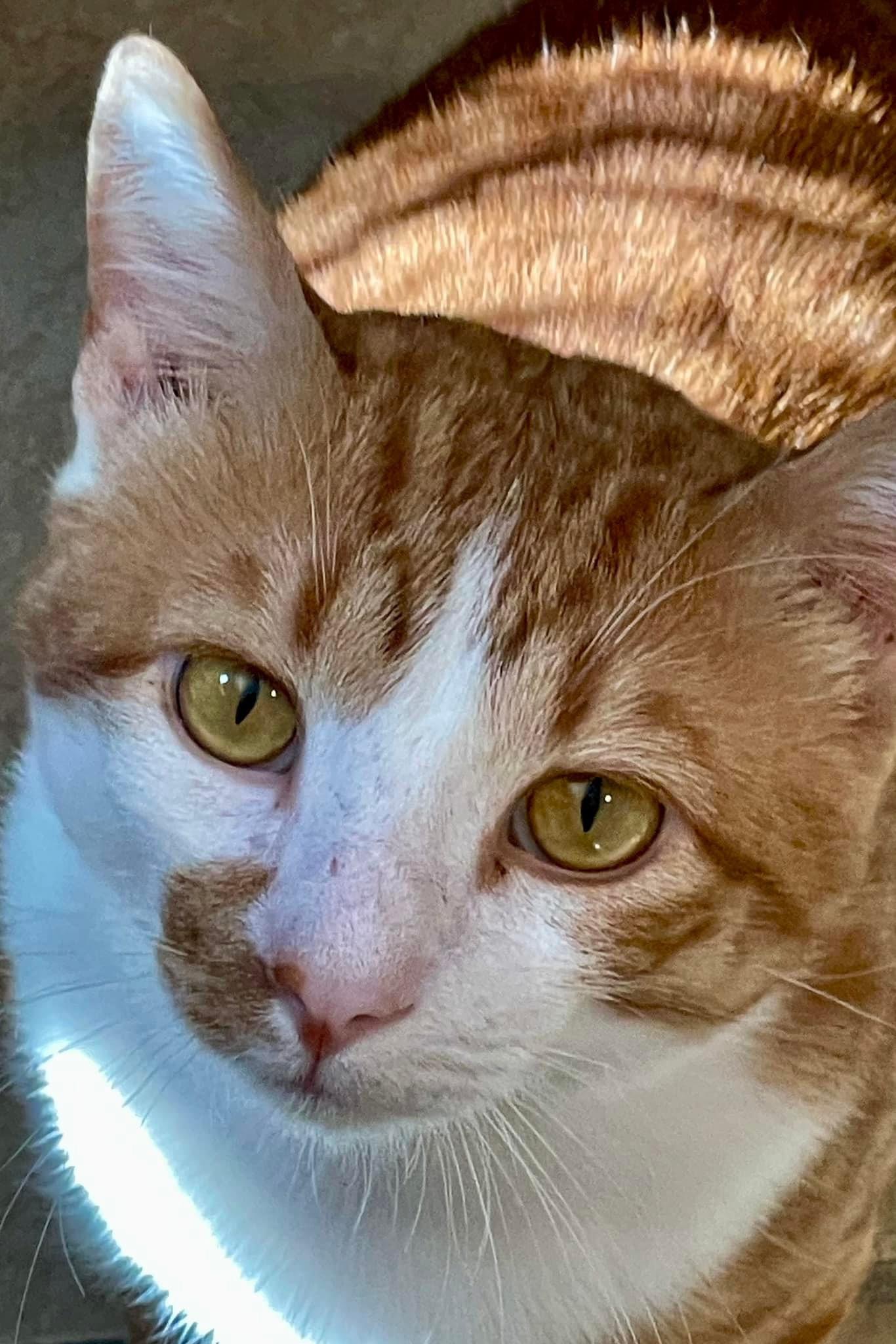 Cat for adoption - Deen, a Domestic Short Hair Mix in Lacon, IL | Petfinder