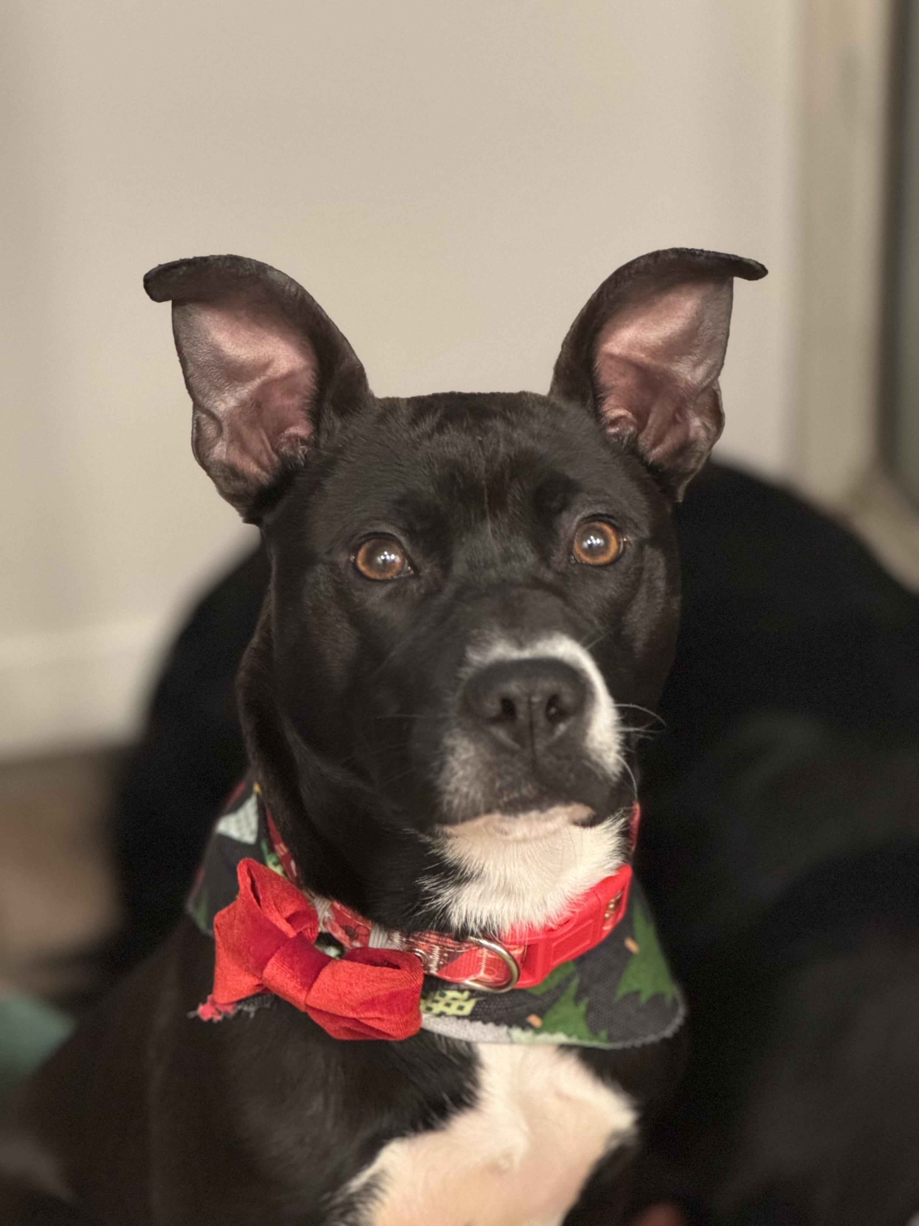 Dog for adoption - Ember, a Pit Bull Terrier in Rocky Hill, CT | Petfinder