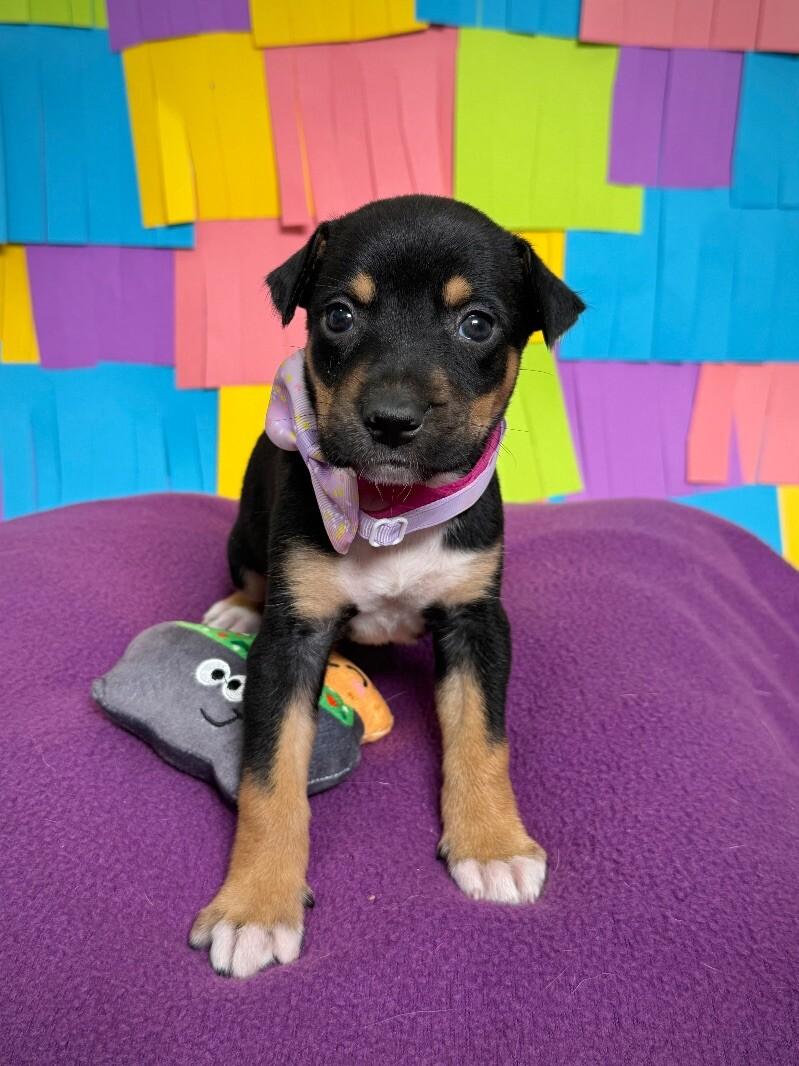 Dog for adoption - Barbara Bush Presidential, a Pit Bull Terrier ...