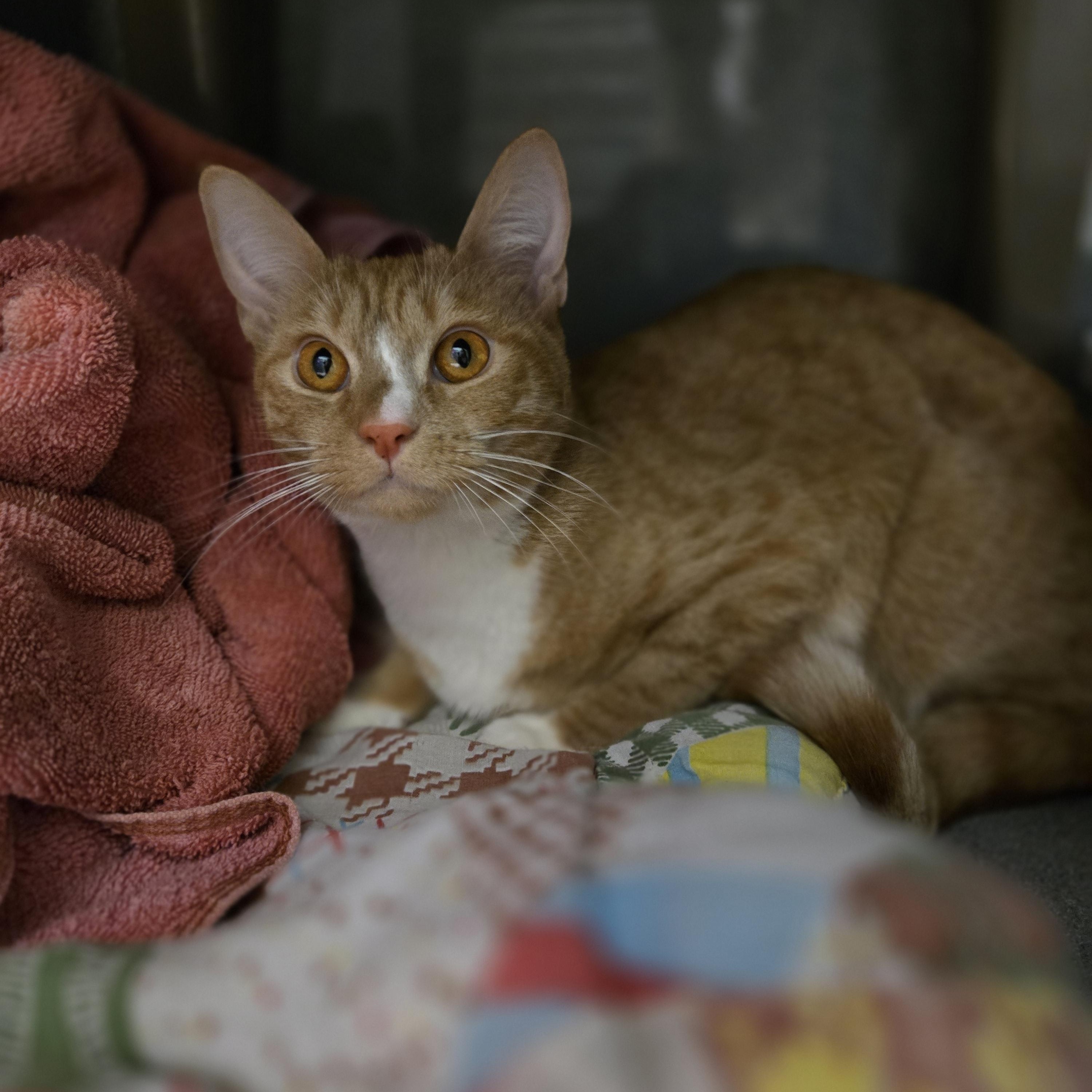 Cat for adoption - Daisy, a Domestic Short Hair in Paris, ME | Petfinder