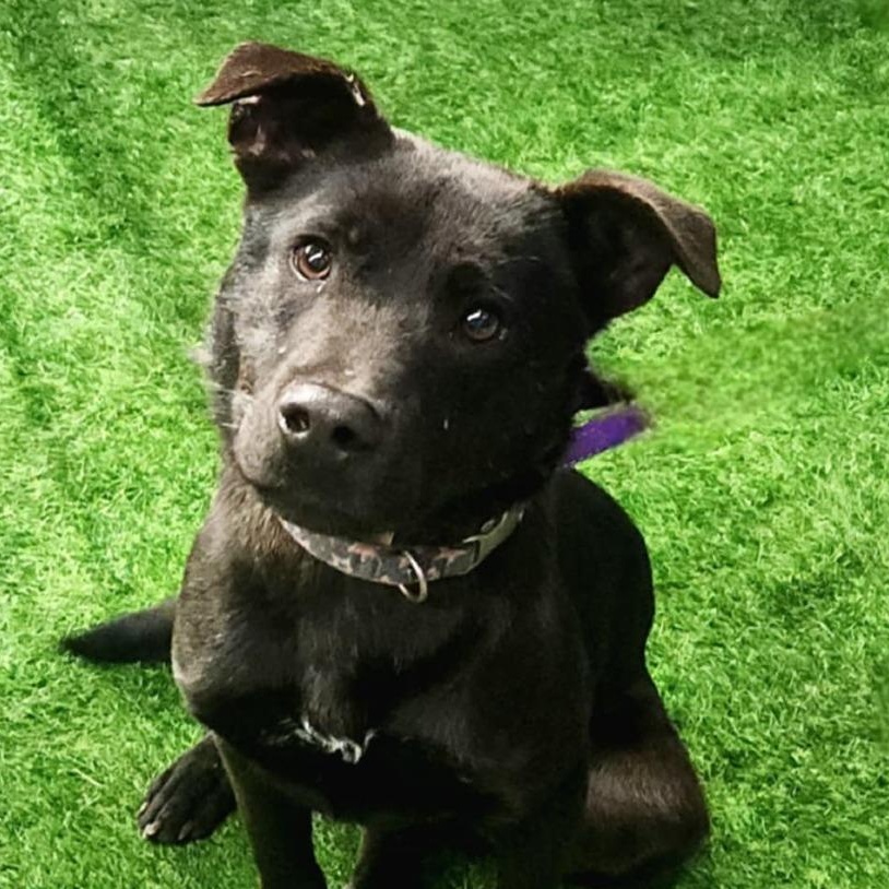 Dog for adoption - Witz JuM*, a Labrador Retriever Mix in Hoffman ...