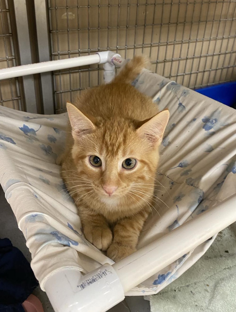 Cat for adoption - Fern, a Domestic Short Hair in Maryville, MO | Petfinder