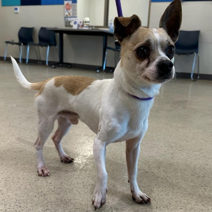 Shane (ID 49974/176) - Adoptable Pet | Petfinder | Petfinder