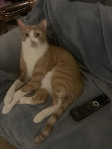 Cat for adoption - Canelo, a Tabby & Domestic Short Hair Mix in ...