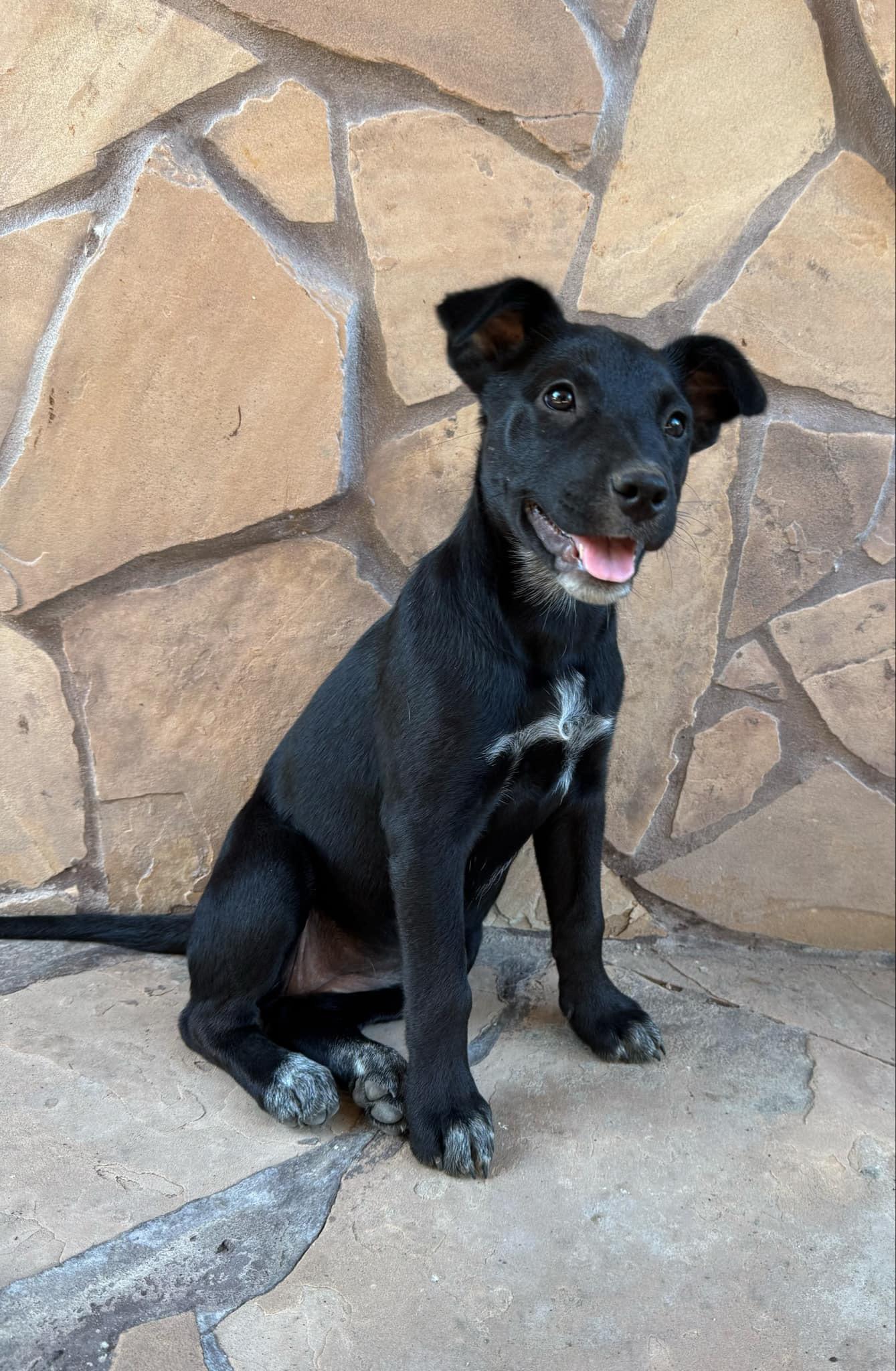 Dog for adoption - Bailey, a Labrador Retriever Mix in Short Hills, NJ ...