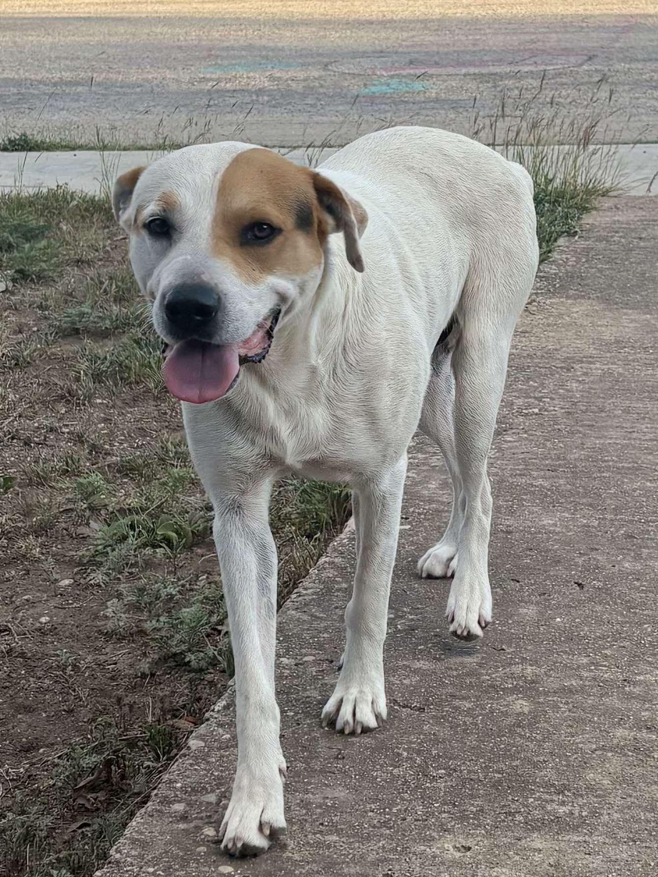 Dog for adoption - Fred, a Foxhound & Jack Russell Terrier Mix in Brattleboro, VT | Petfinder