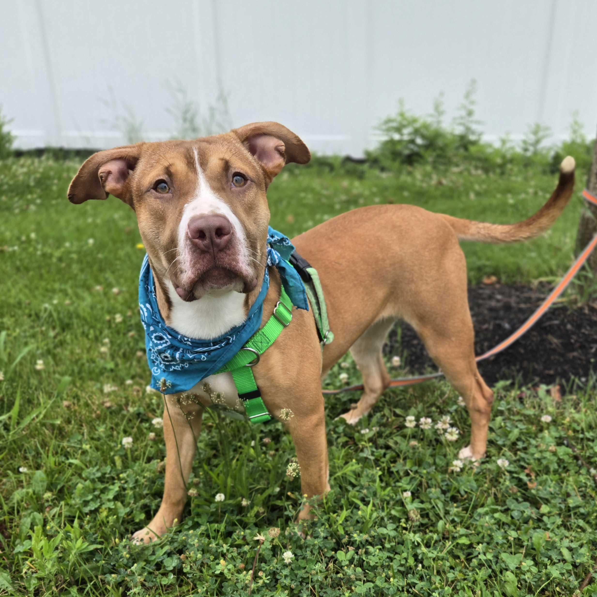 Dog for adoption - Maple, a Mixed Breed in Canal Winchester, OH | Petfinder