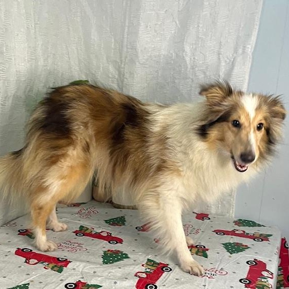 Dog for adoption - Catalina, a Shetland Sheepdog / Sheltie in ...