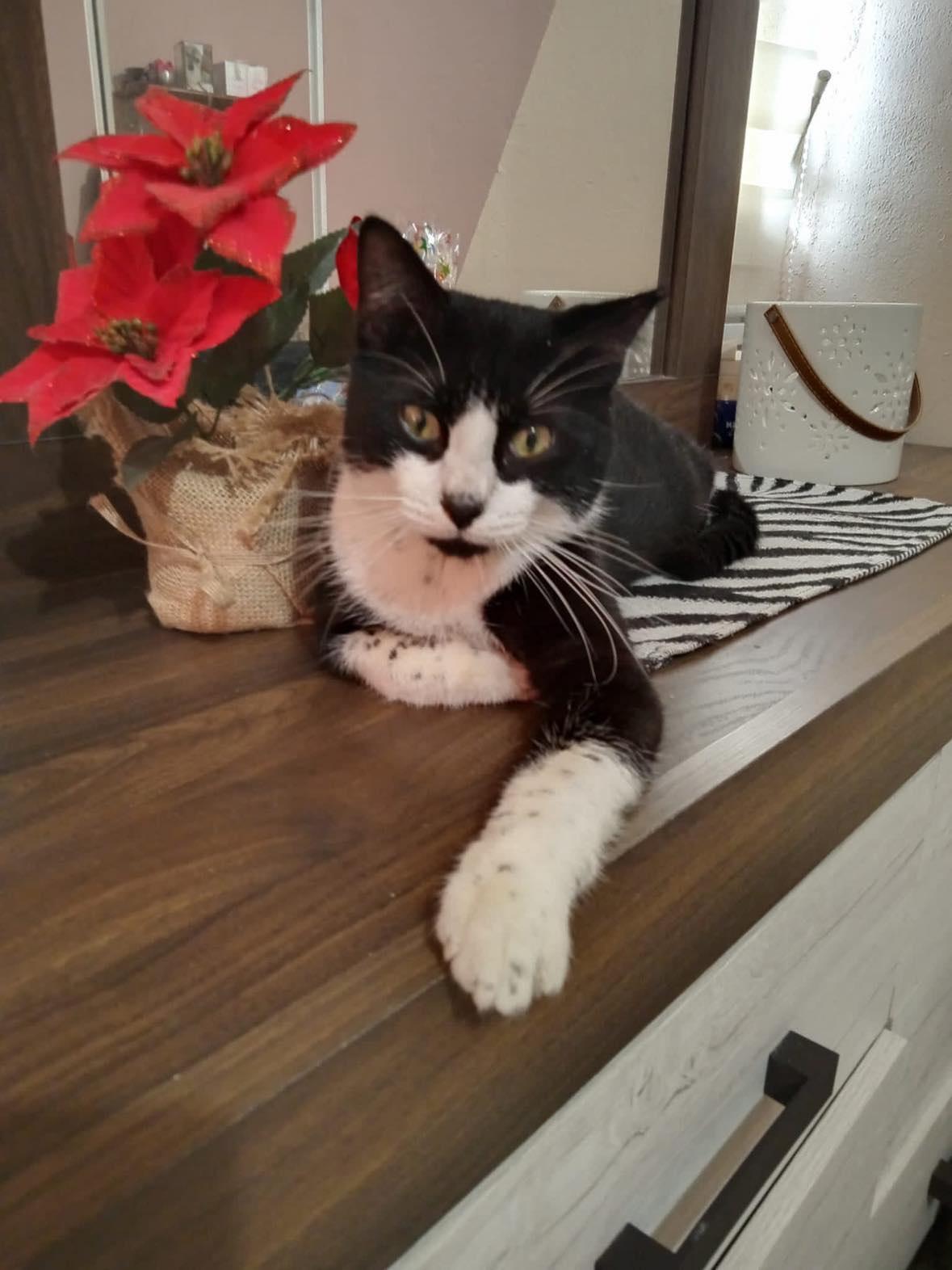 Cat for adoption - Panda, a Domestic Short Hair in Ponce, PR | Petfinder