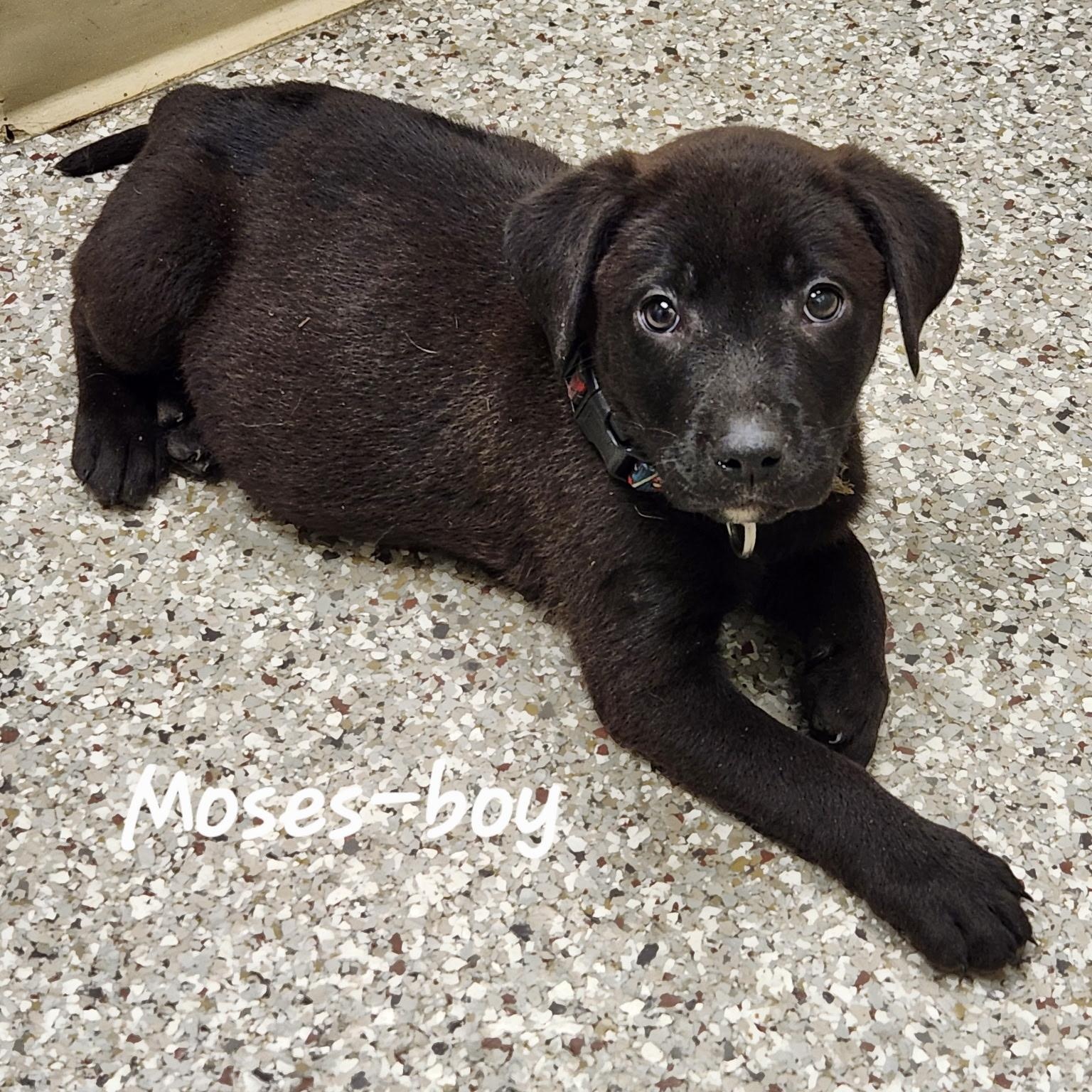 Dog for adoption - Moses, a Mixed Breed in Greenville, SC | Petfinder