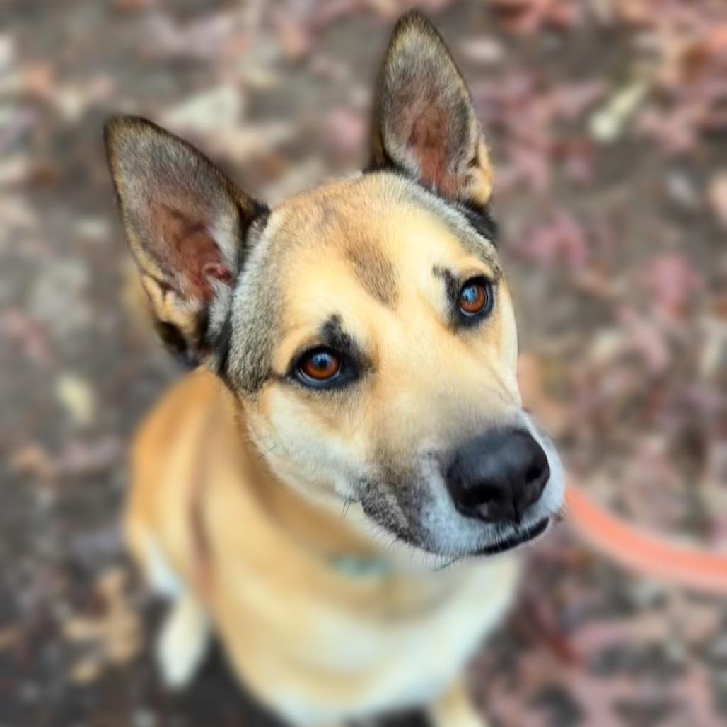 Pets for adoption from Fluvanna SPCA | Petfinder