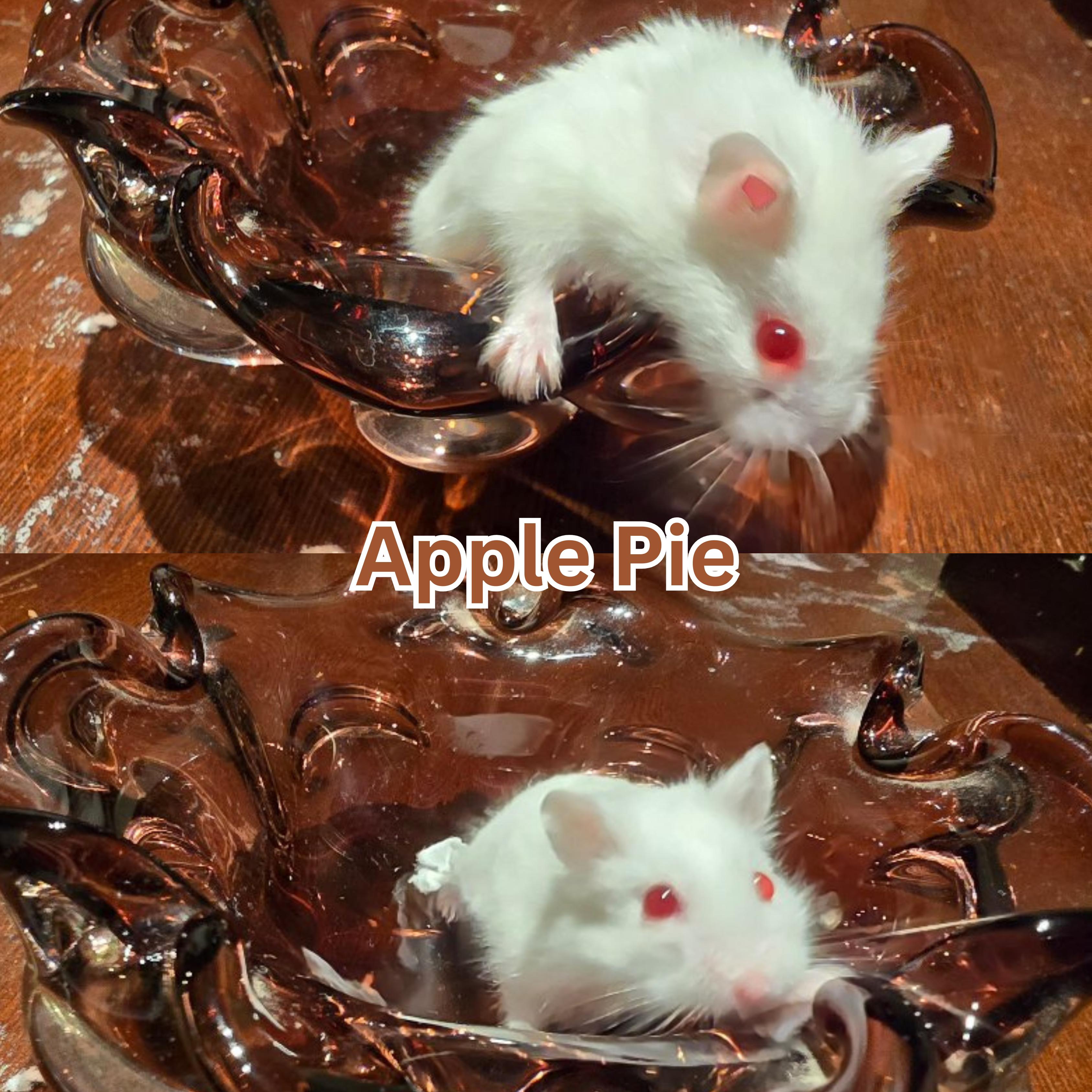 Hamster for adoption - Apple Pie, a Dwarf Hamster & Hamster Mix in Lodi ...