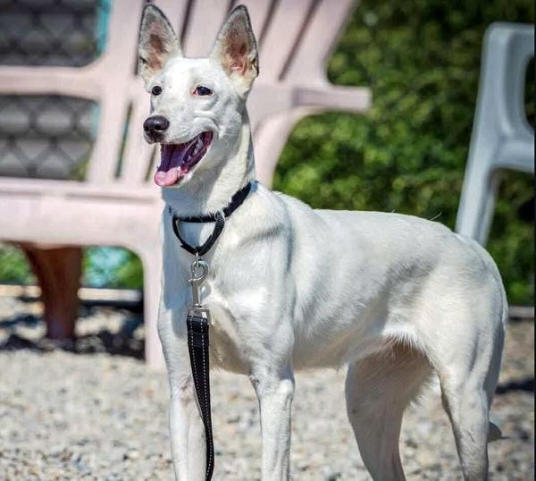 Dog for adoption - Opal, a Portuguese Podengo Mix in Mansfield, MA ...