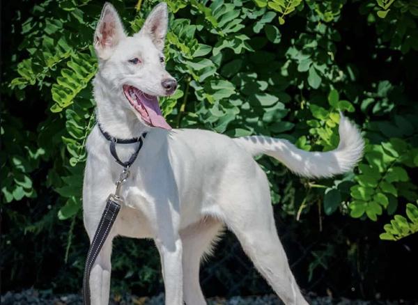 Dog for adoption - Opal, a Portuguese Podengo Mix in Mansfield, MA ...