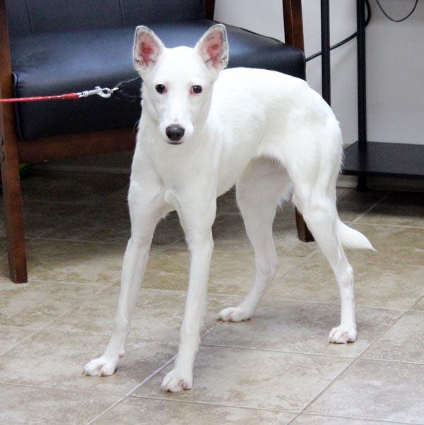 Dog for adoption - Opal, a Portuguese Podengo Mix in Mansfield, MA ...