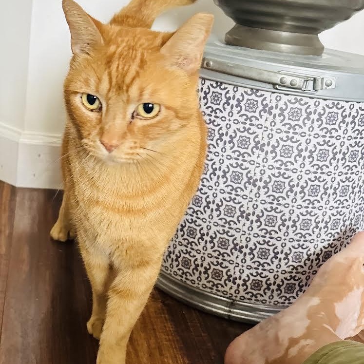 Cat for adoption - Garfield, a Tabby in Bangor, ME | Petfinder