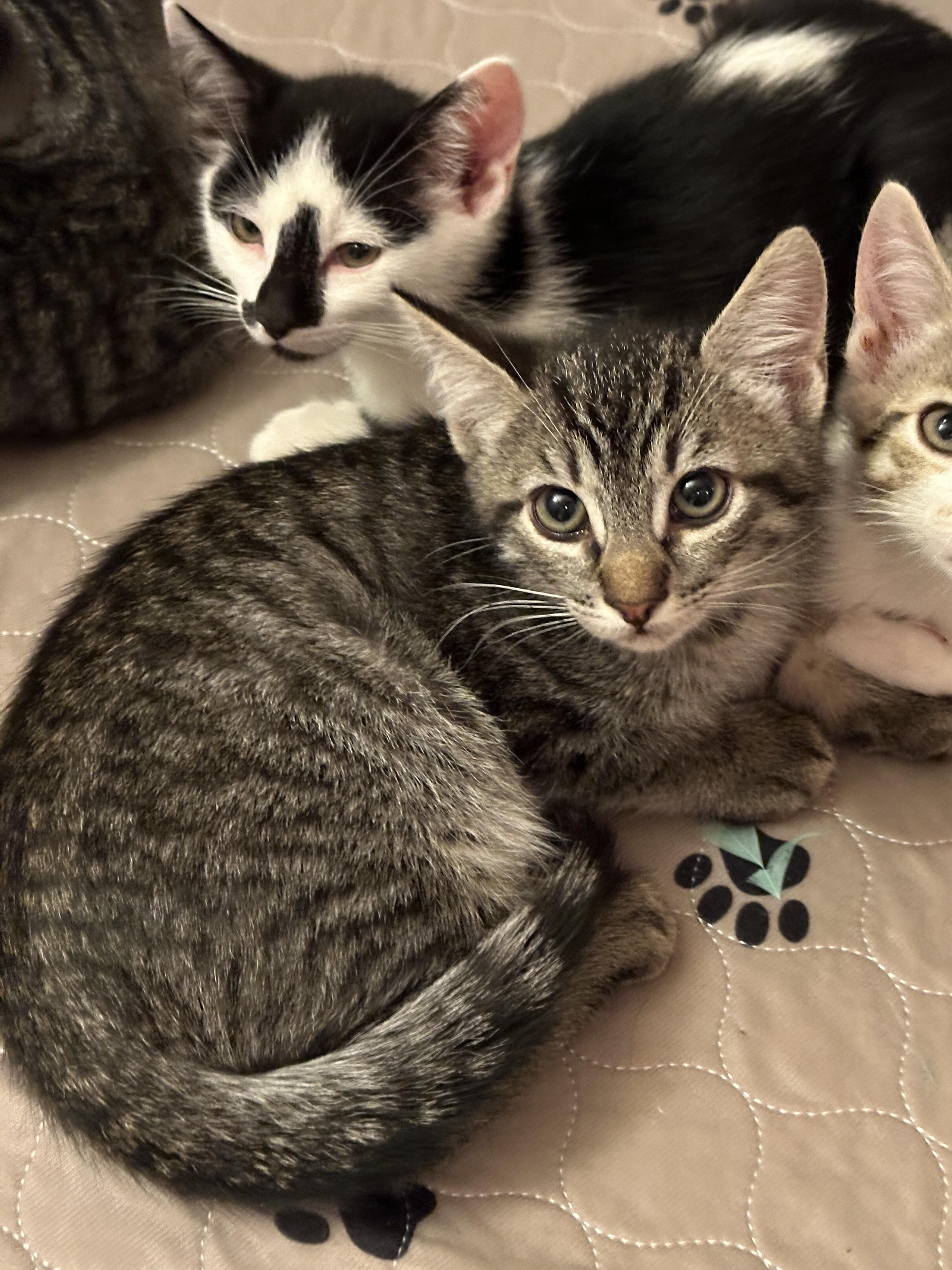 Cat for adoption - brothers Chestnut & Almond, a Tabby & American ...