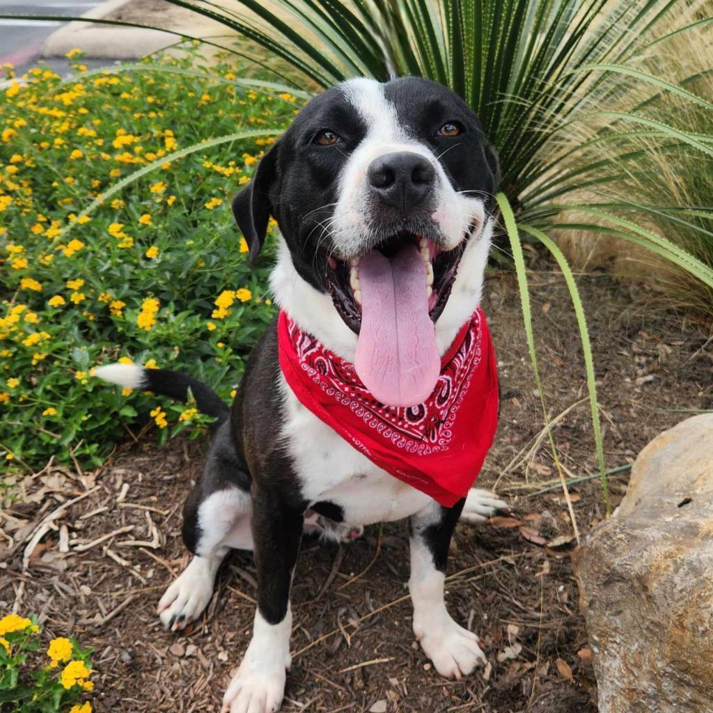 Dog for adoption - Springer JuM, a Pit Bull Terrier Mix in Wheeling, WV ...